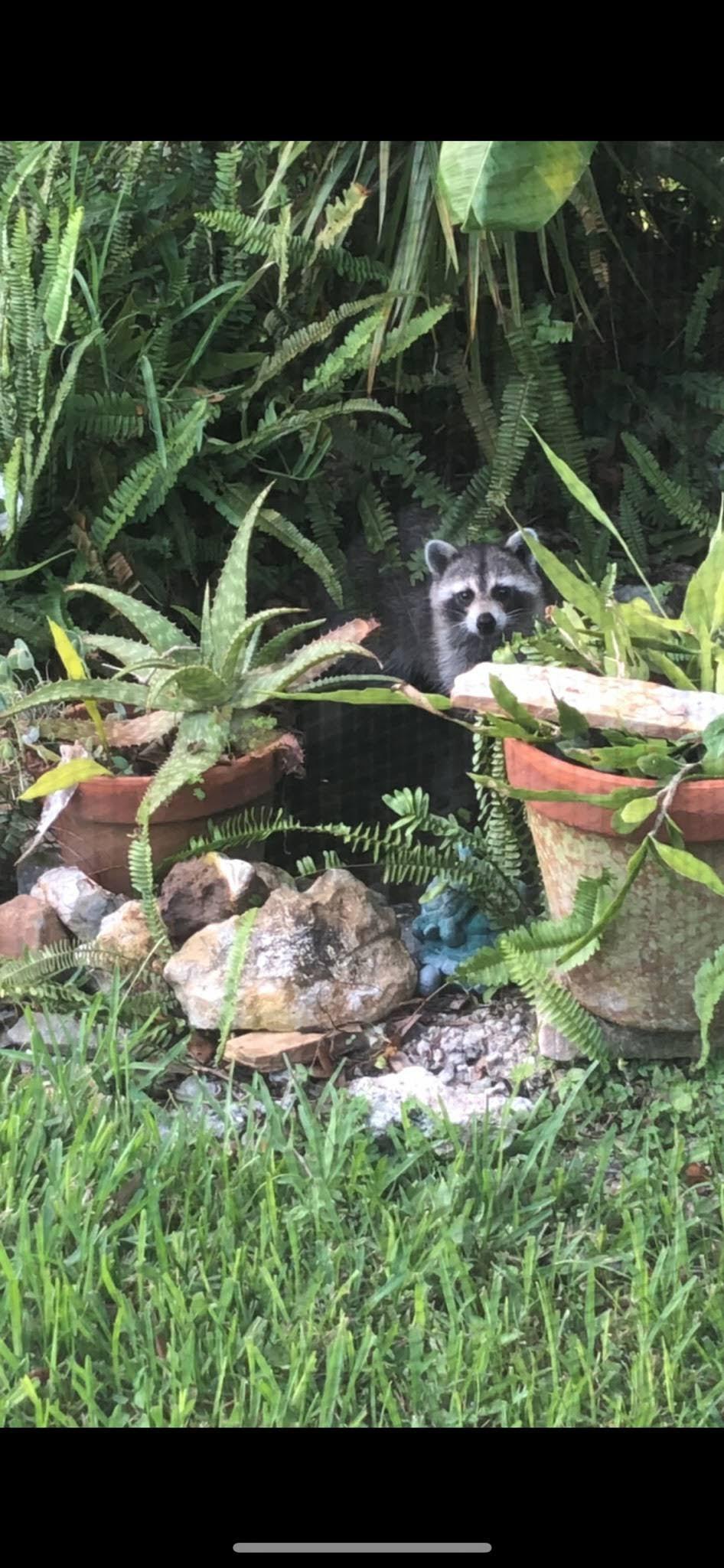 Just looking around in my backyard | Scrolller