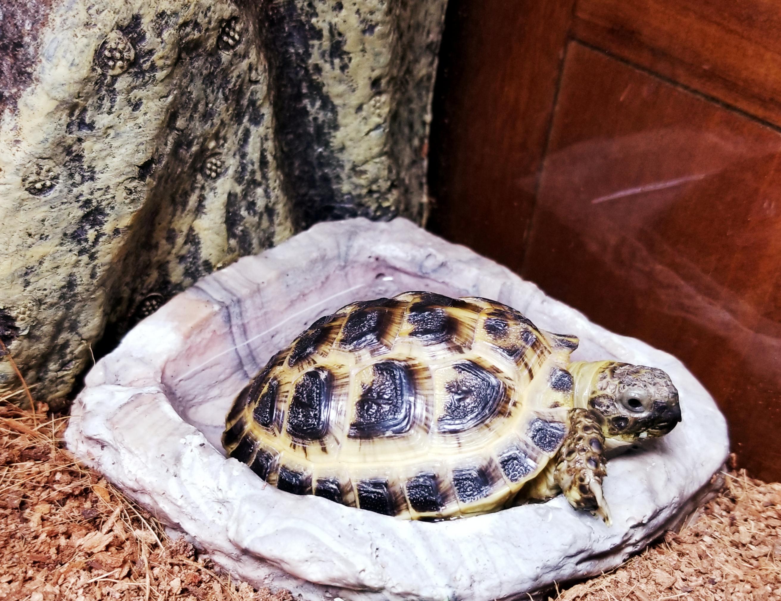 Just Oogway enjoying her jacuzzi. | Scrolller