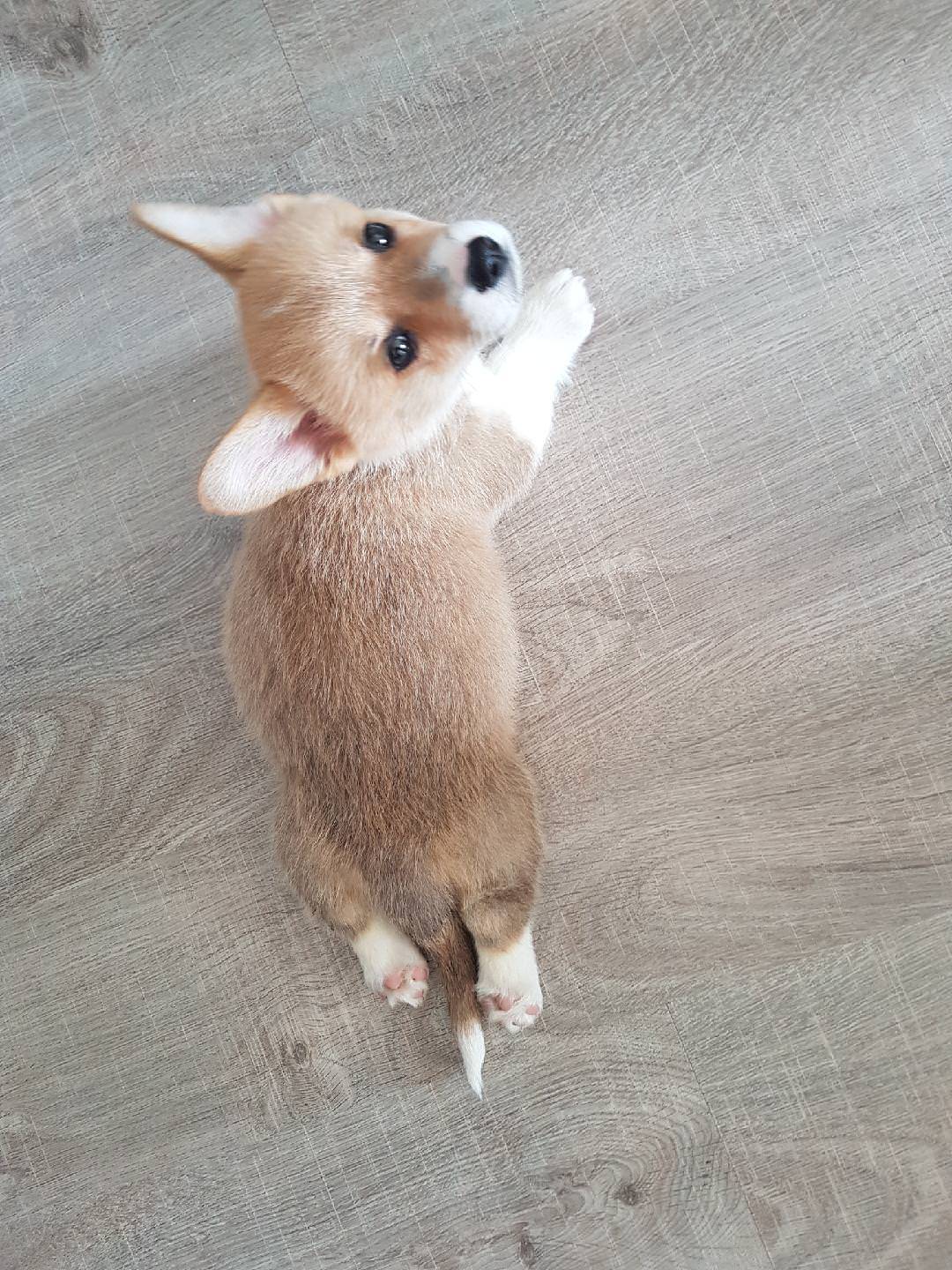 Just picked up this little guy | Scrolller