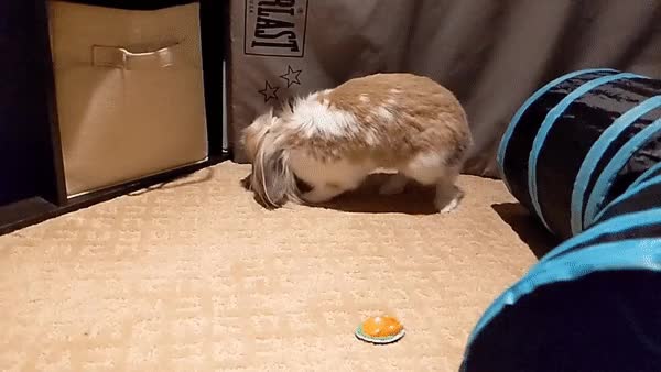 Just shaking out the 'ol mop | Scrolller