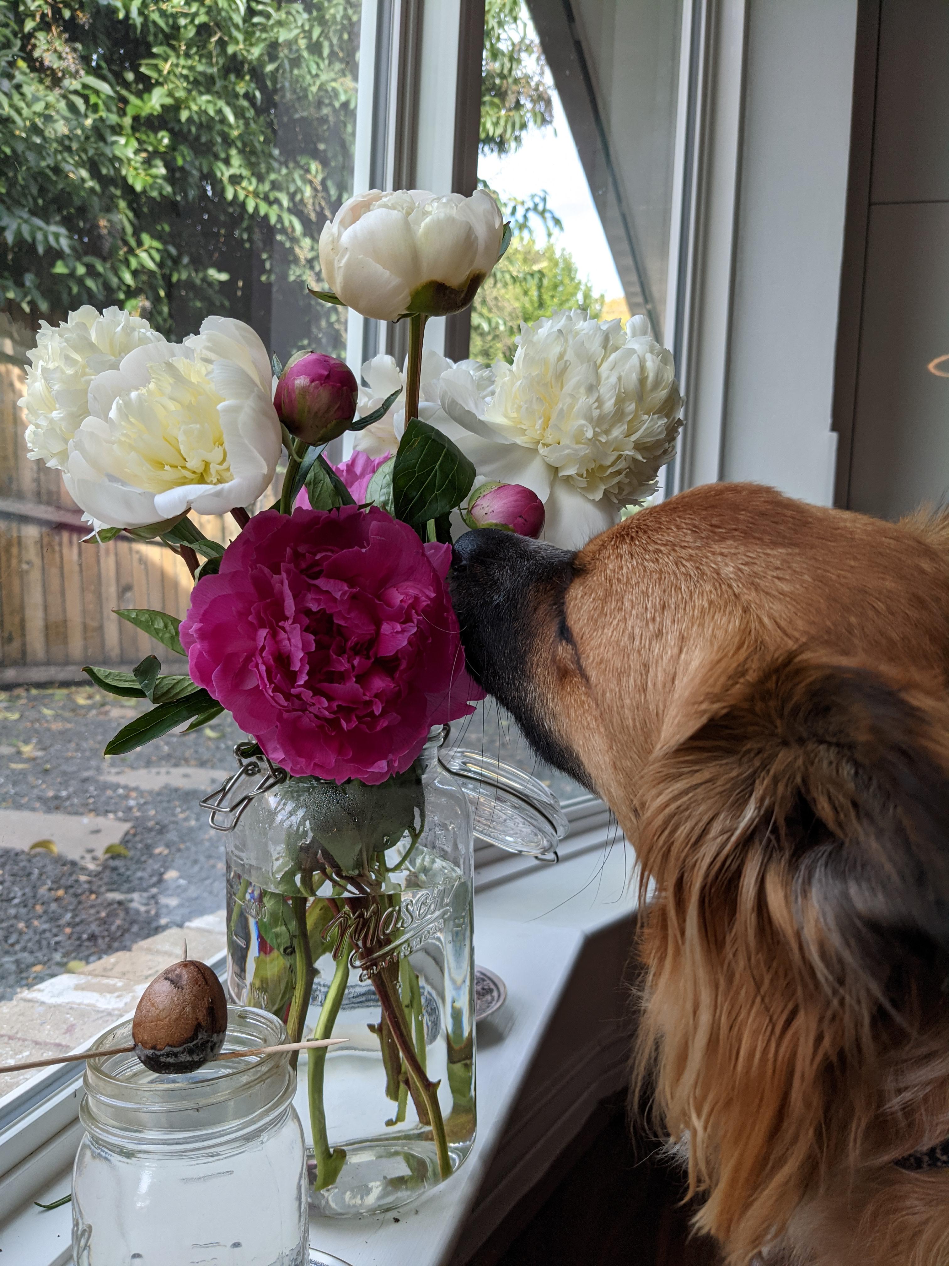Just sniffing the peonies. | Scrolller