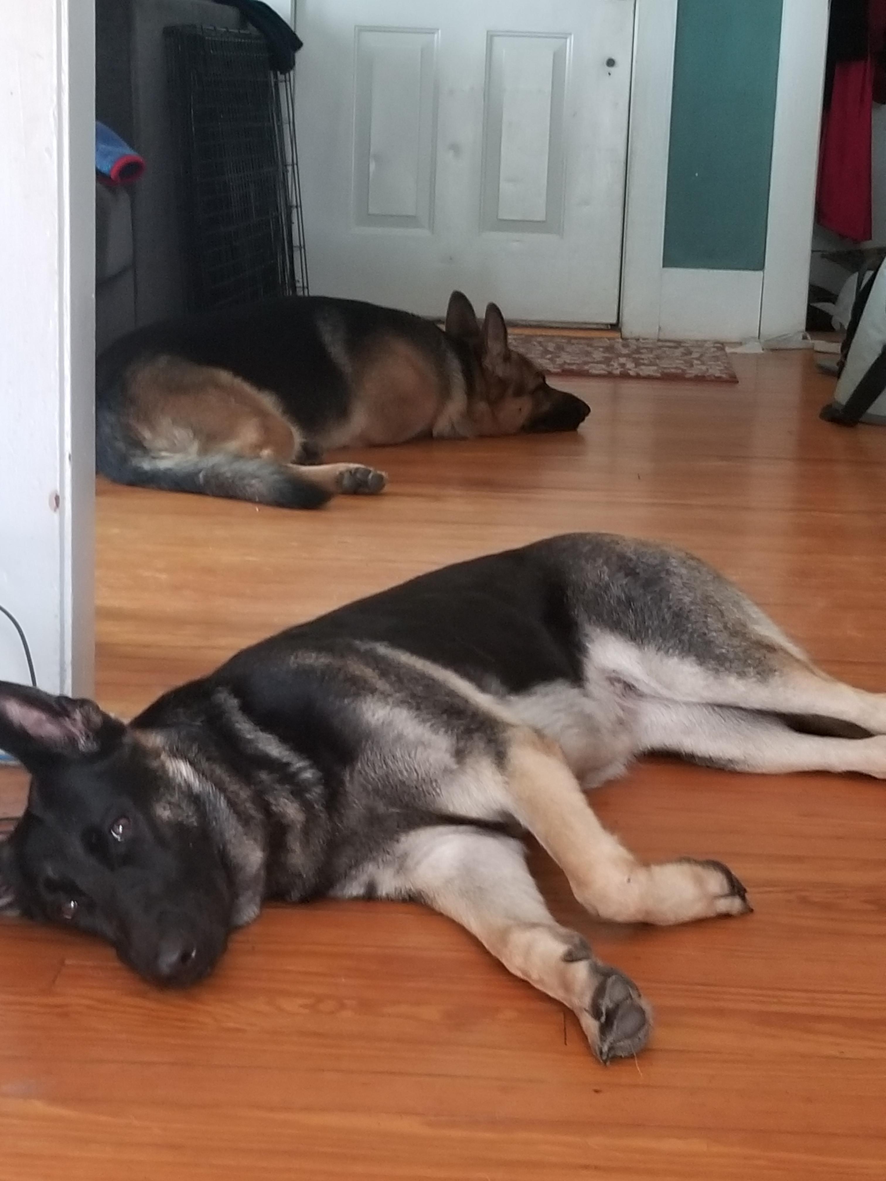 Just spent too much $$ on dog beds for these turd nuggets. | Scrolller