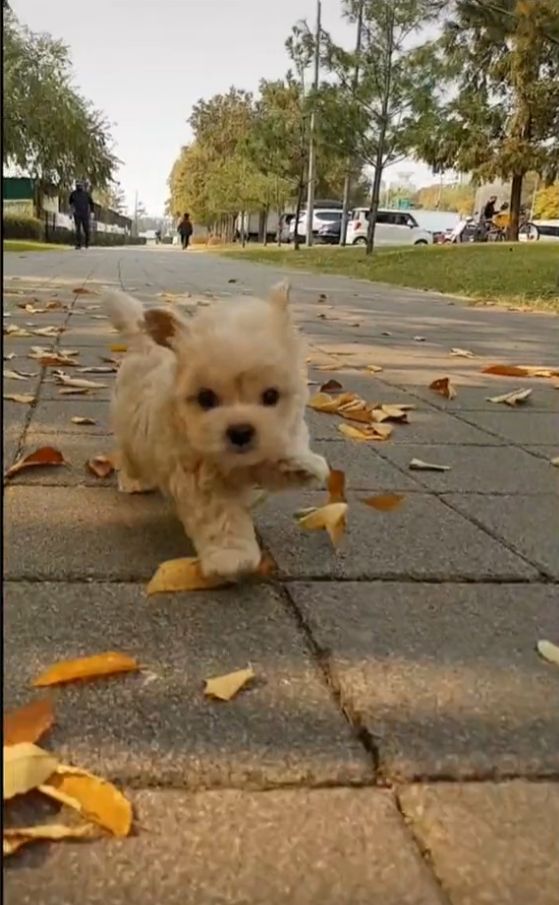 just strolling | Scrolller