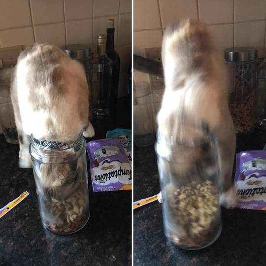 Just trying to refill the treat jar... | Scrolller