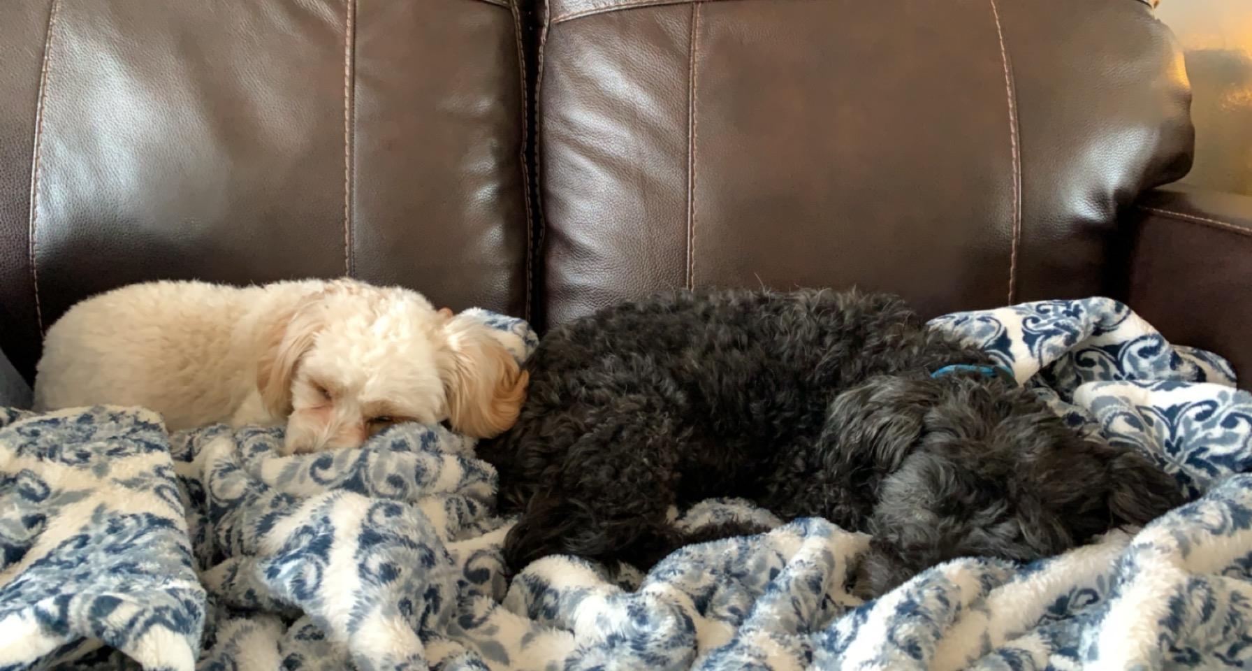 Just two sleeping doggos | Scrolller