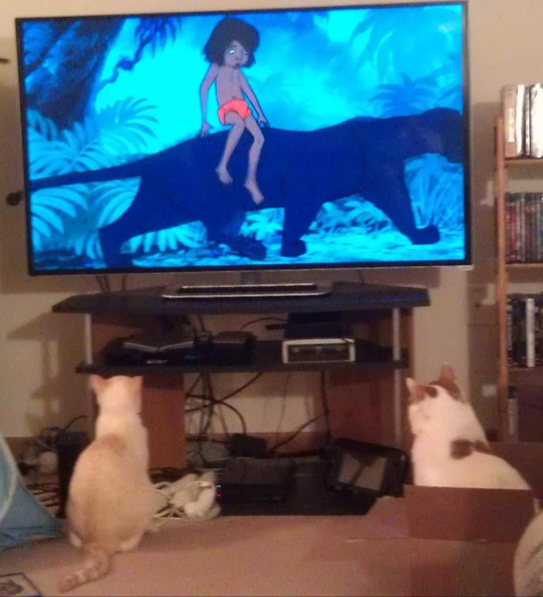 Just watching Jungle Book with the cats. | Scrolller