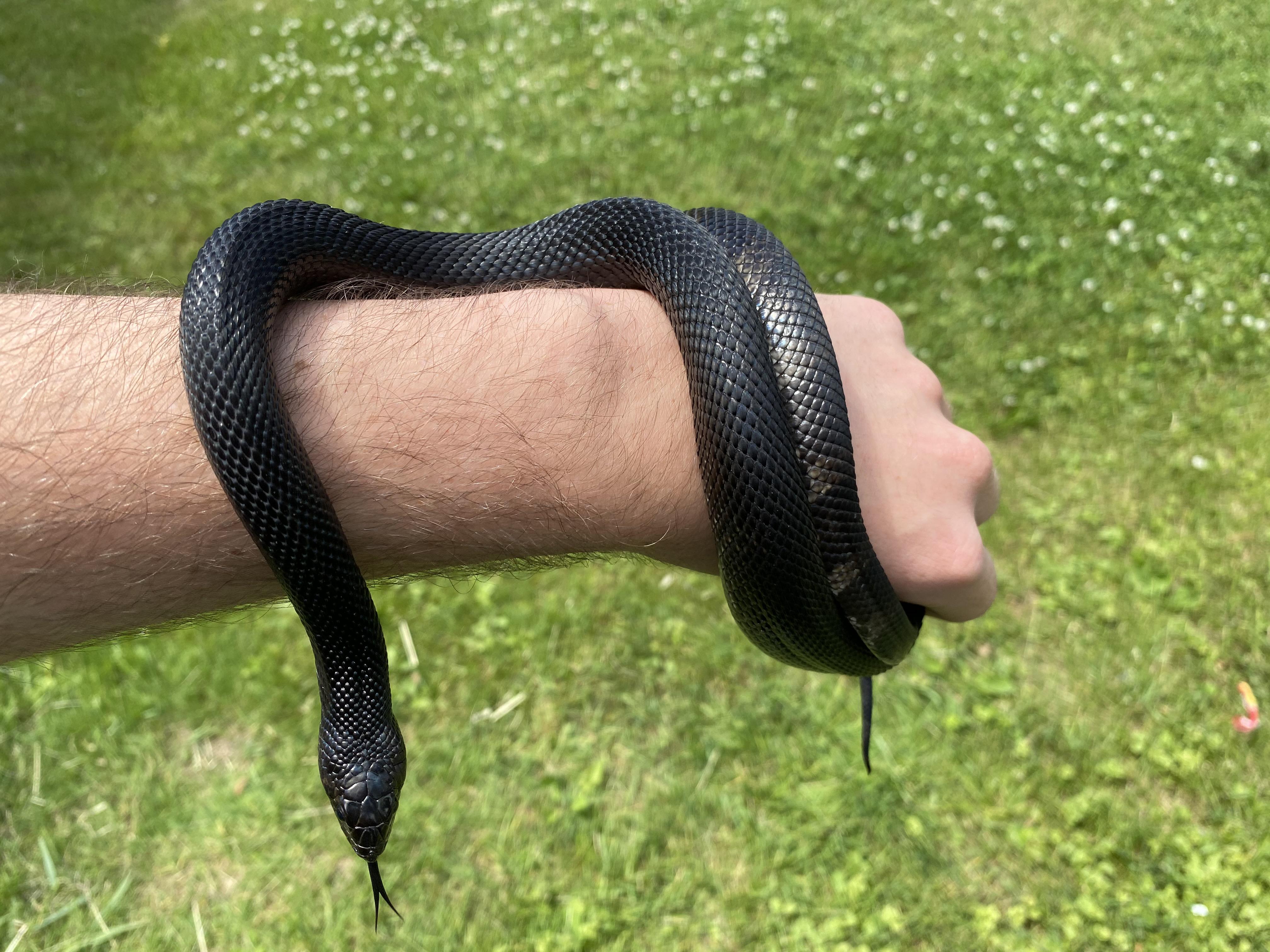 Juvenile captive bred black pine snake | Scrolller