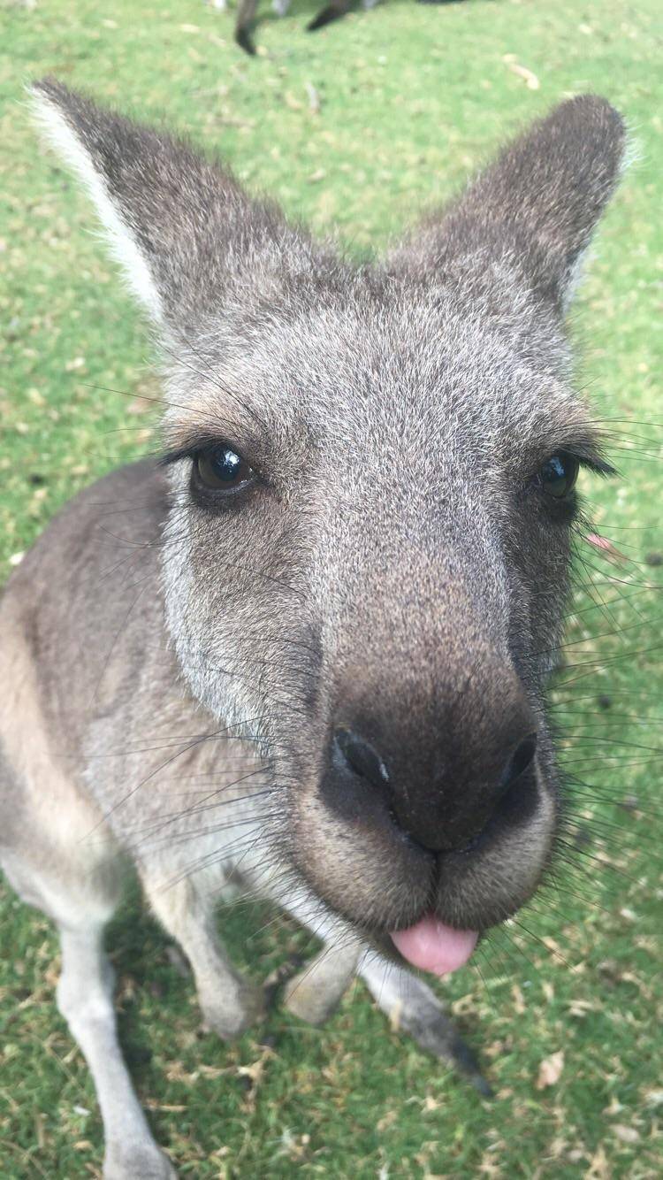 Kangaroo blup | Scrolller