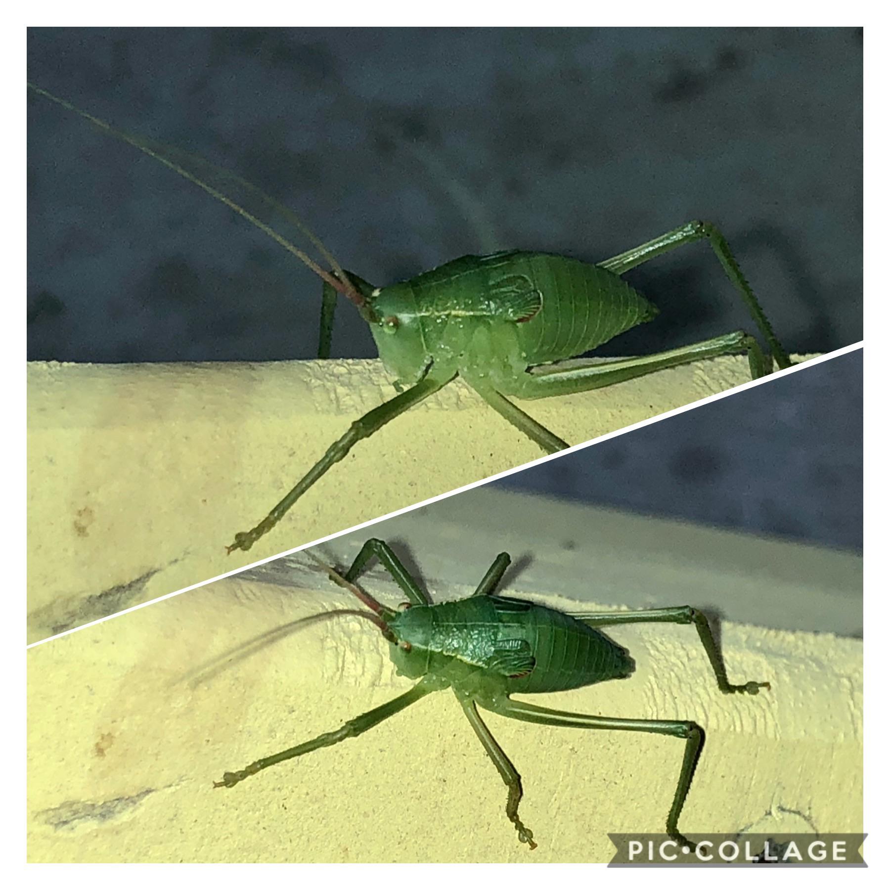 Katydid Nymph | Scrolller
