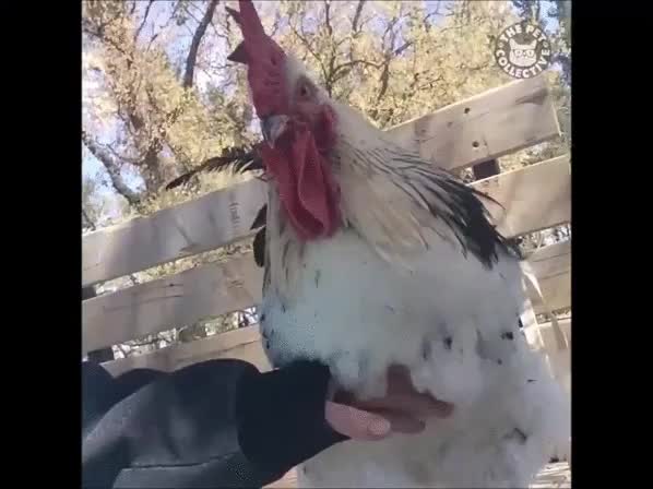 Keep Scratching Please | Scrolller