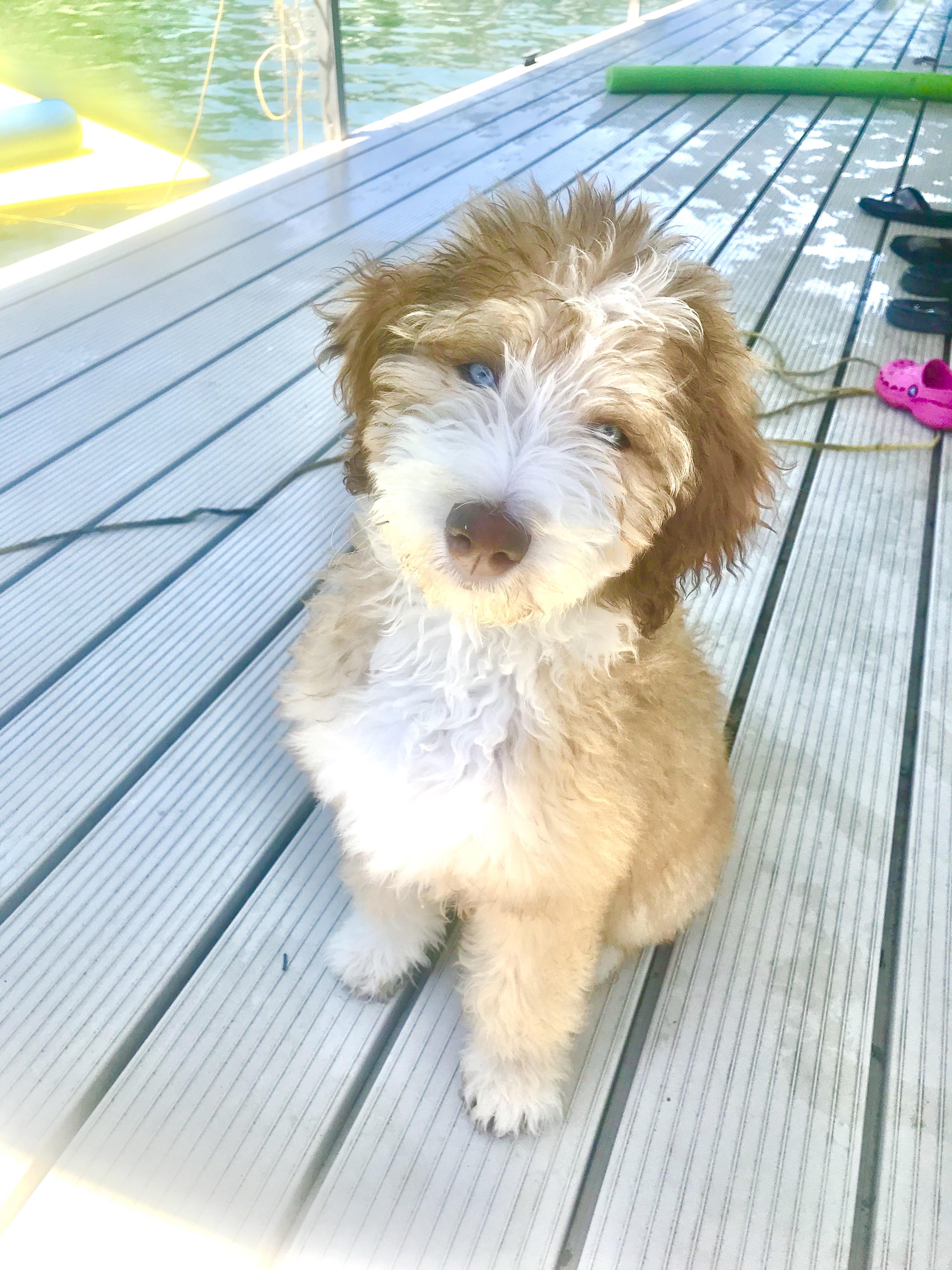 Keeva is 3 months old now and is full of energy! | Scrolller