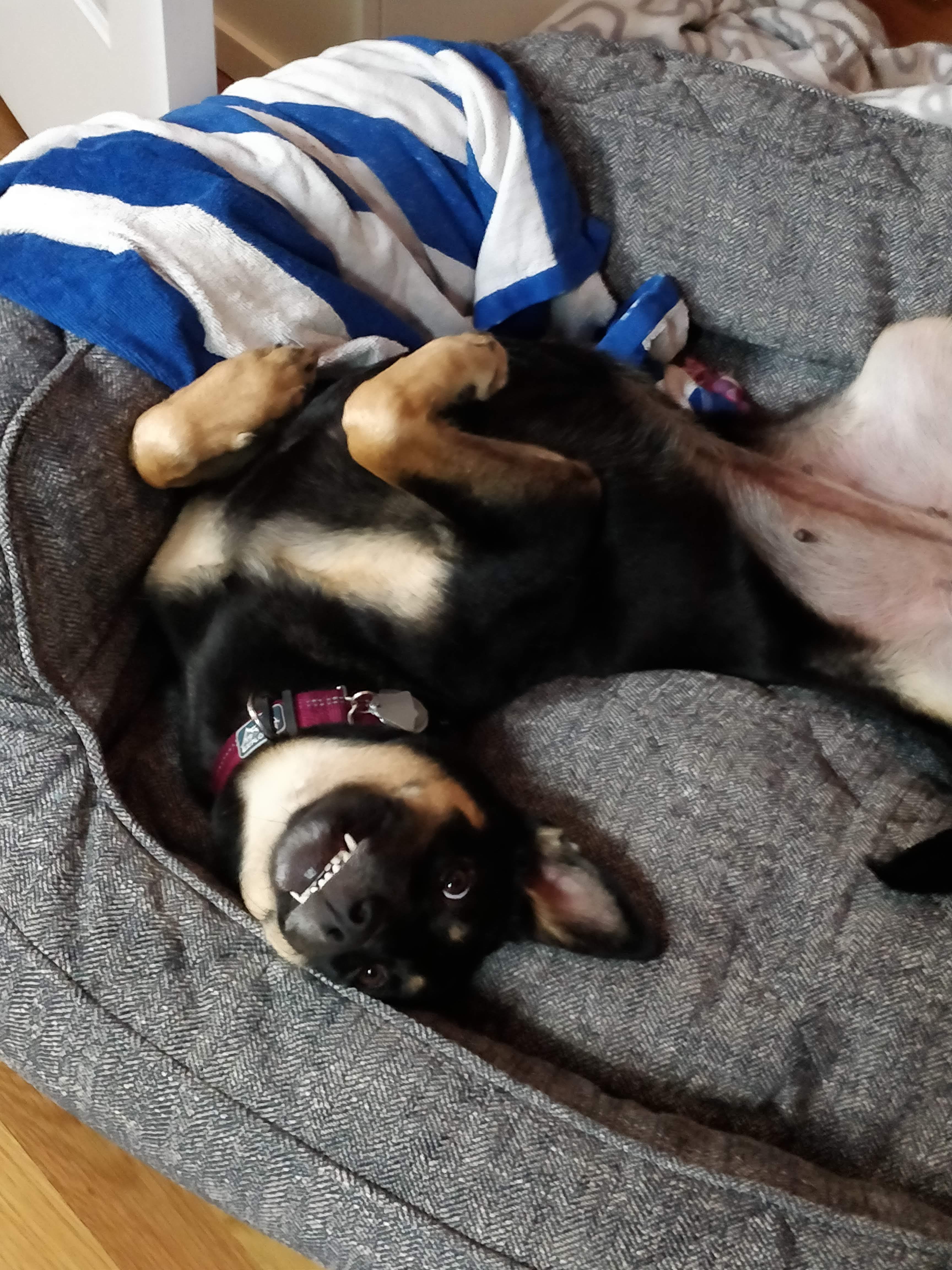 Kelpie doing her vampire bat impression. | Scrolller