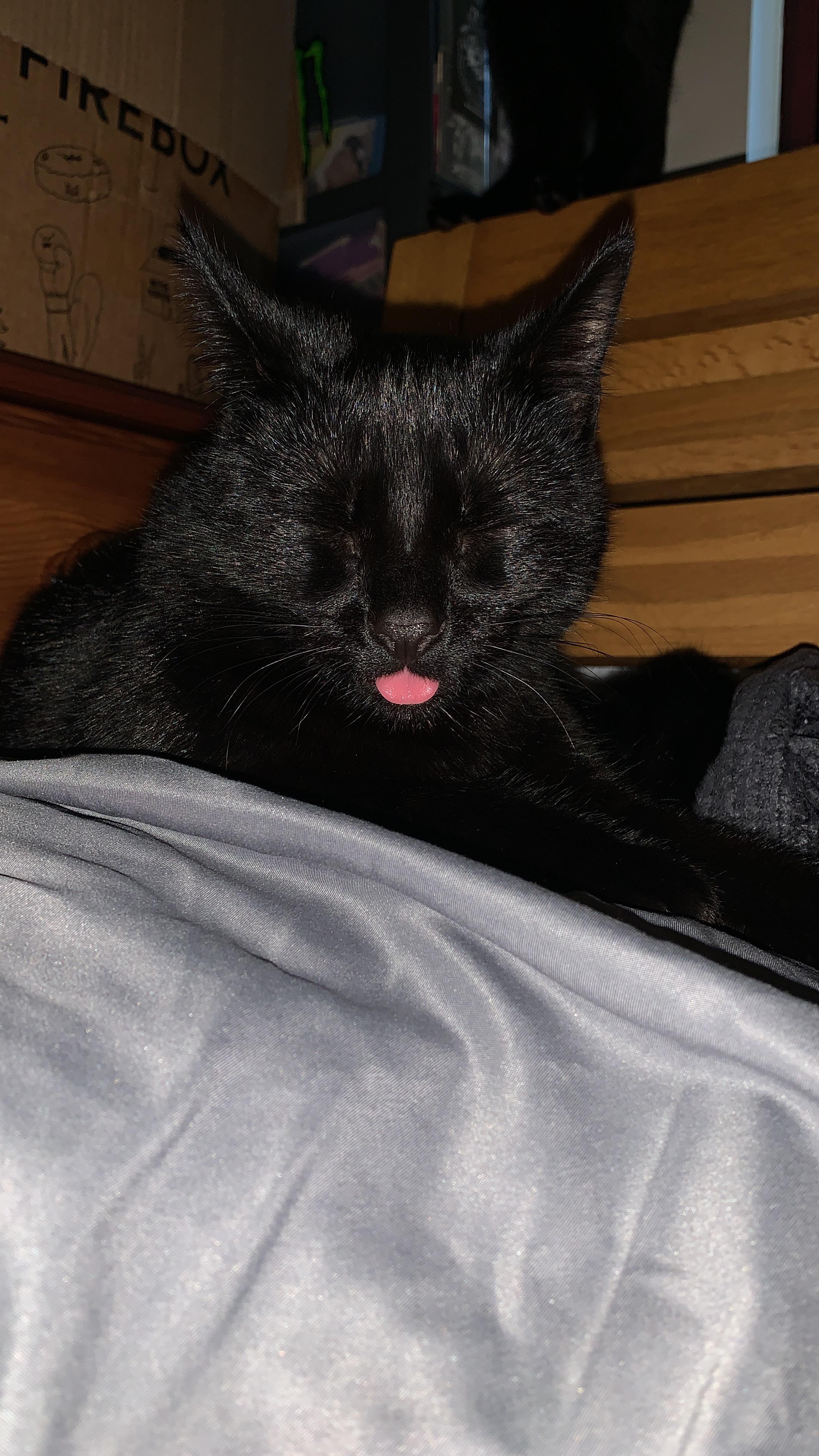 Kenai’s Blep | Scrolller