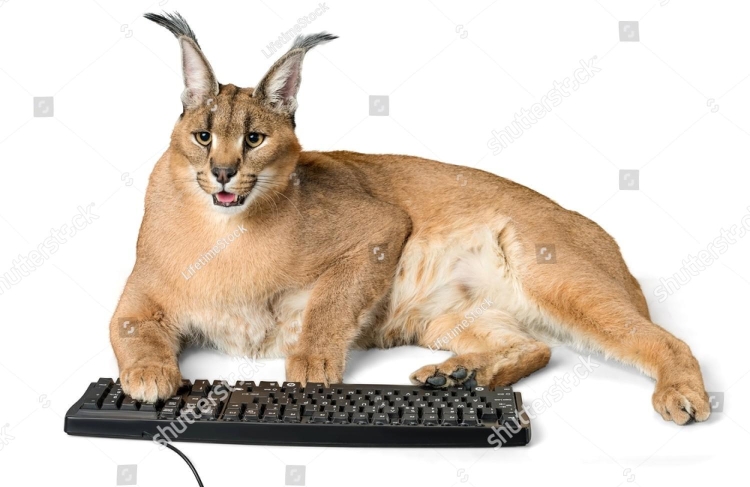 Keyboard Floppa?? What is he typing? | Scrolller