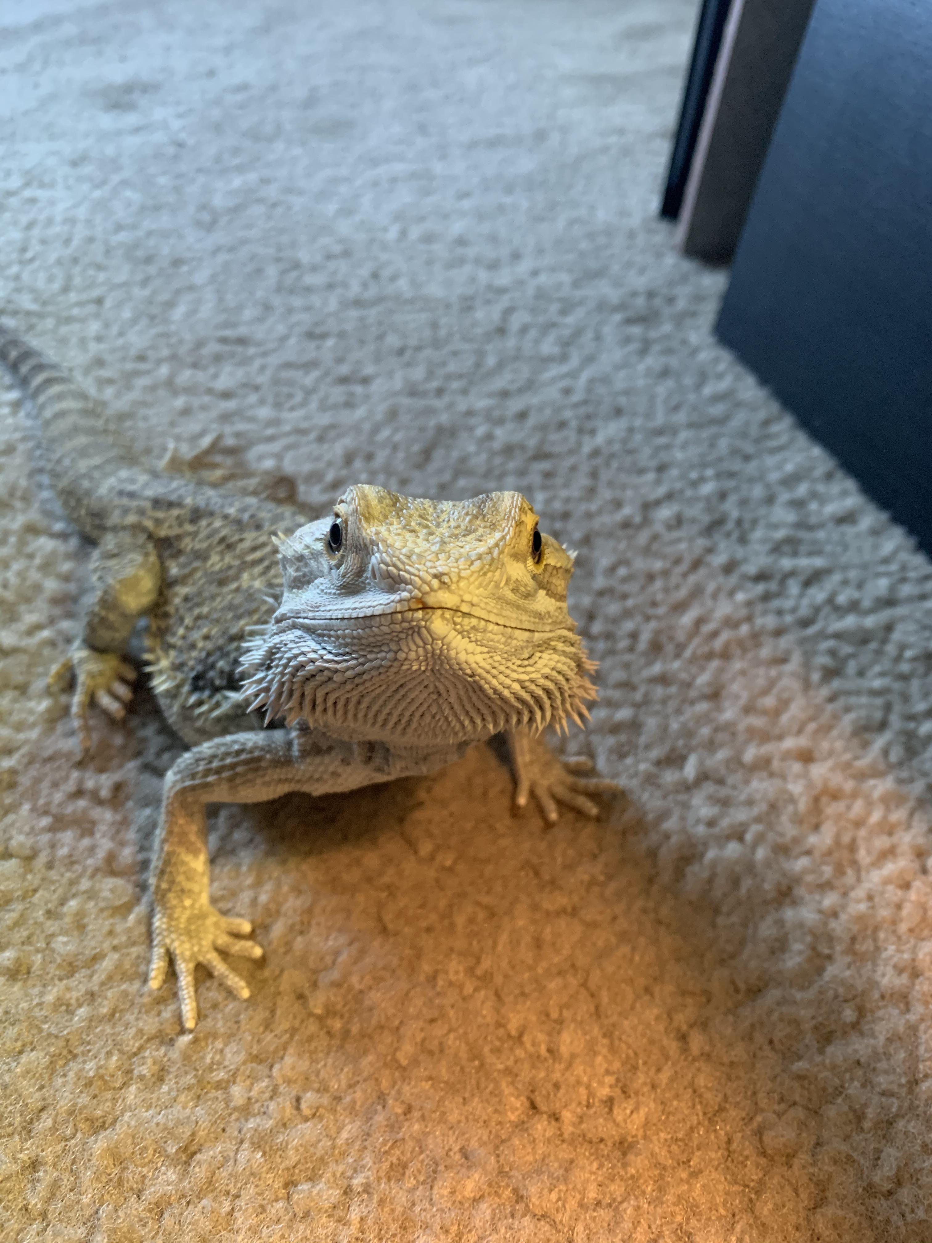 Khaleesi says hello! | Scrolller