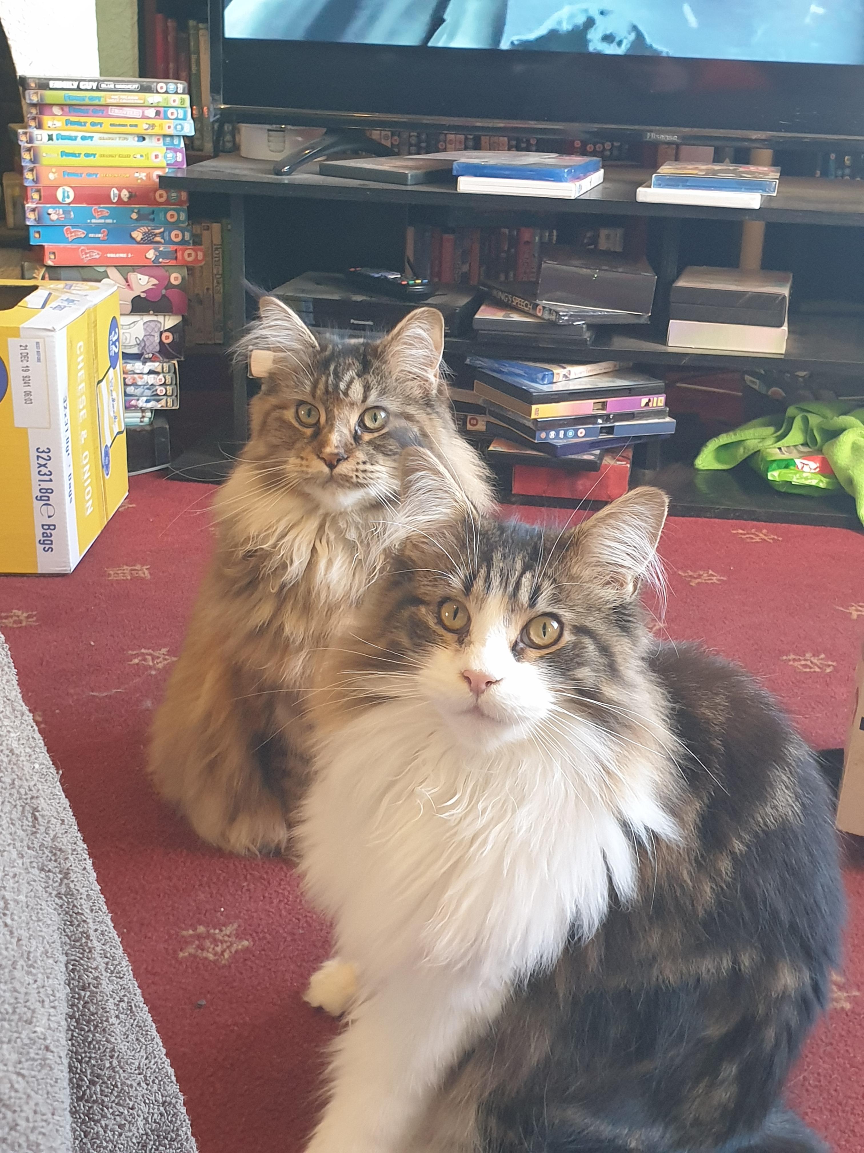 Khali and Gizmo, 7 months | Scrolller