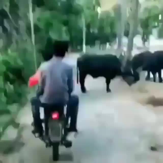 Kicking a buffalo gone wrong | Scrolller