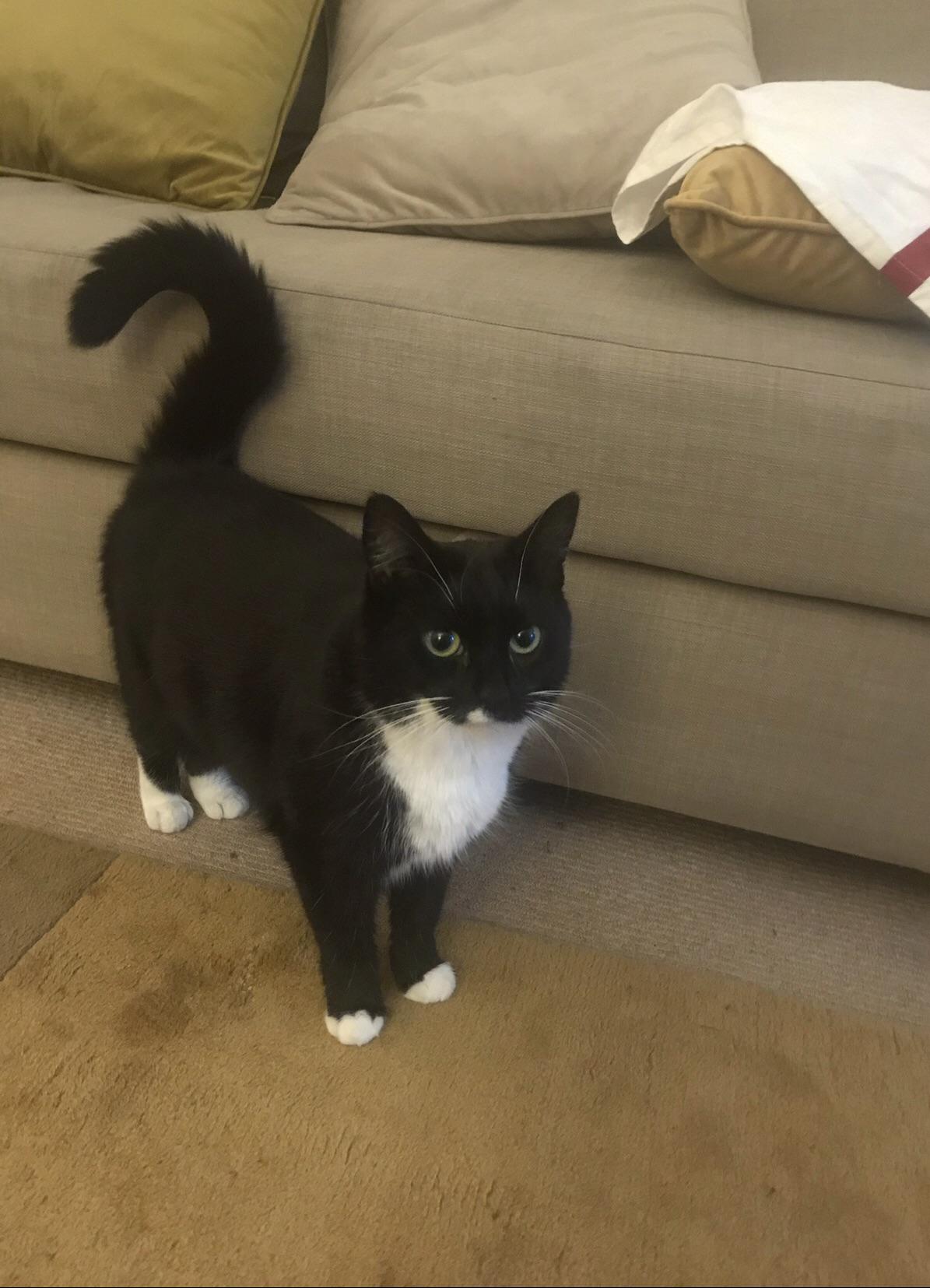 Kiki and her purrfectly hooked tail | Scrolller