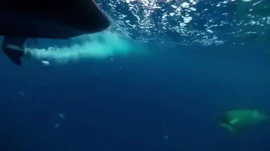 Killer whales in ocean | Scrolller