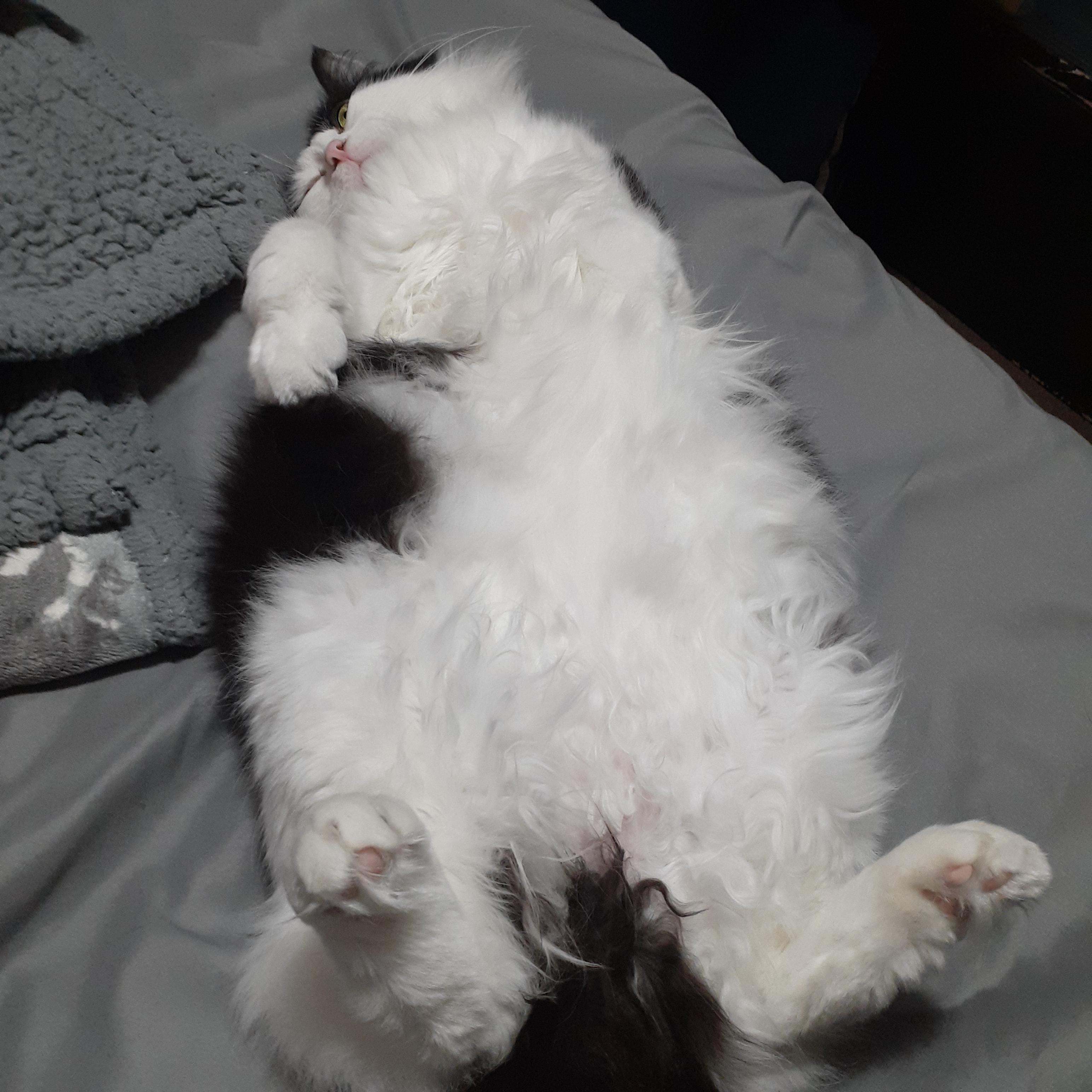 King floofington, Randy | Scrolller