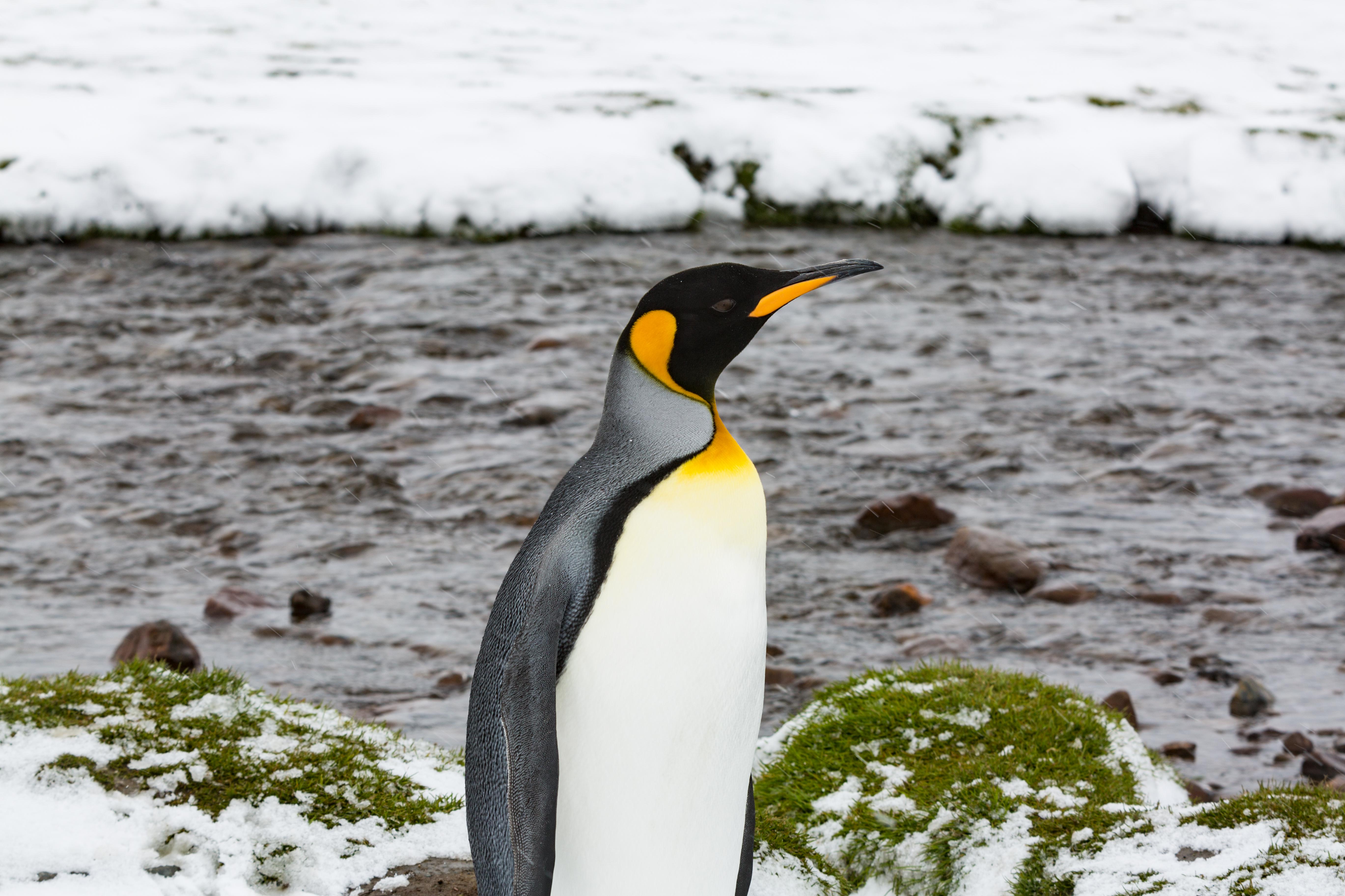 King penguin [OC] | Scrolller