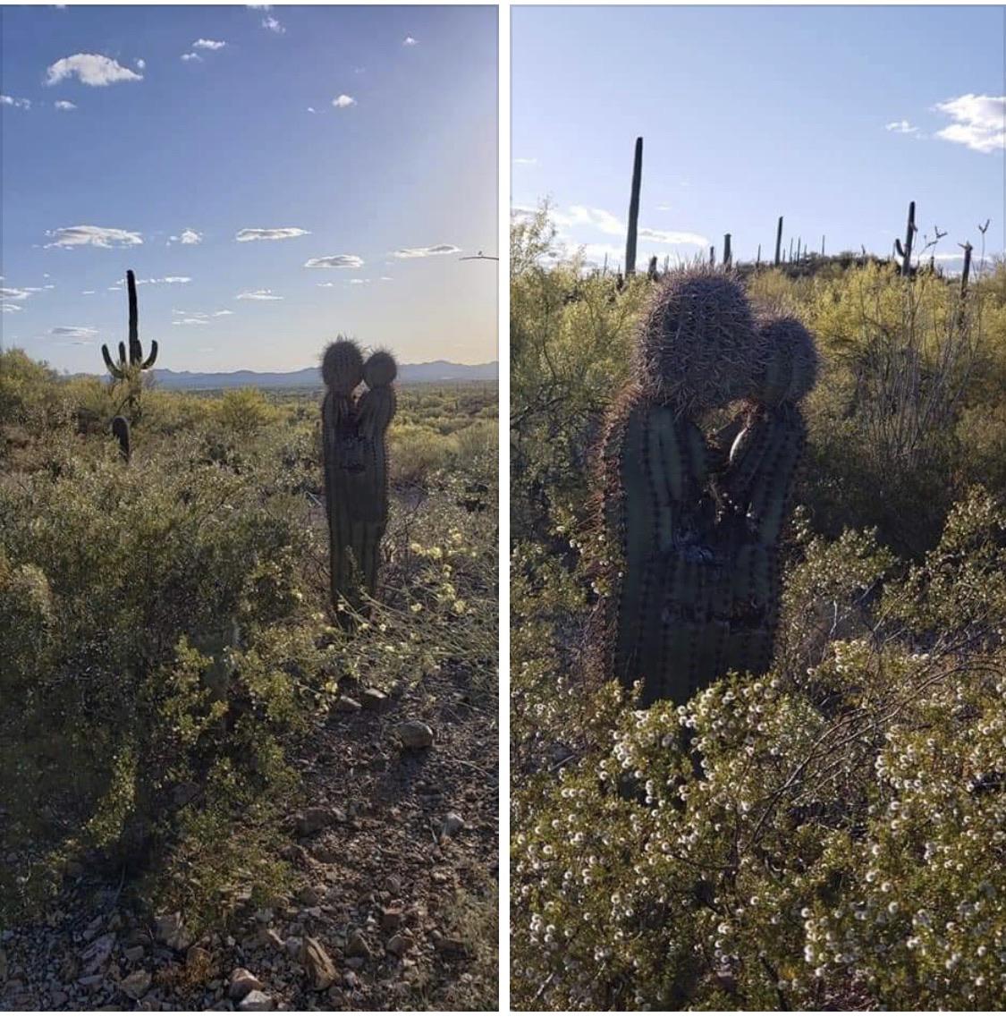 Kissing Cacti | Scrolller