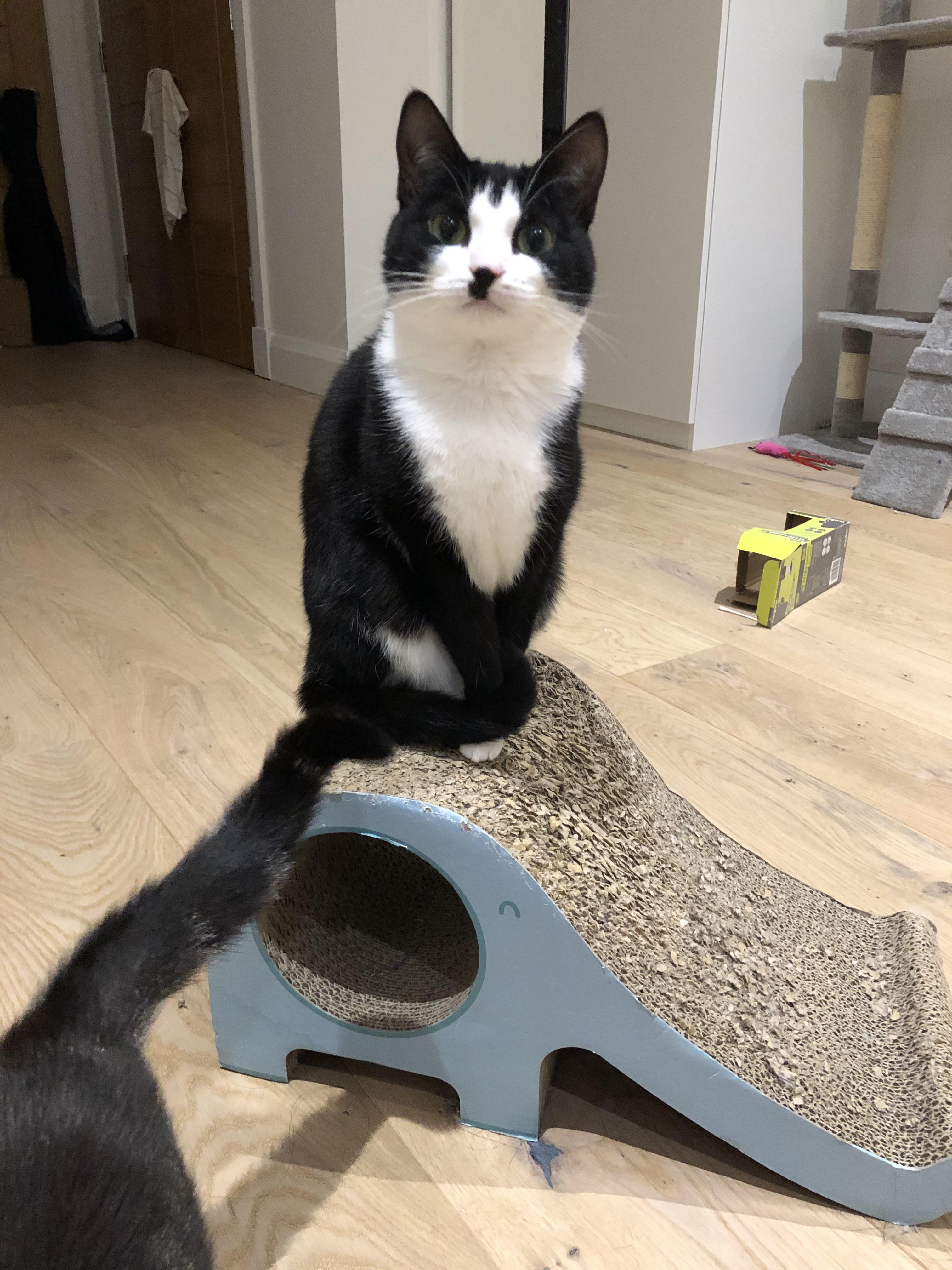 Kitler on her throne | Scrolller