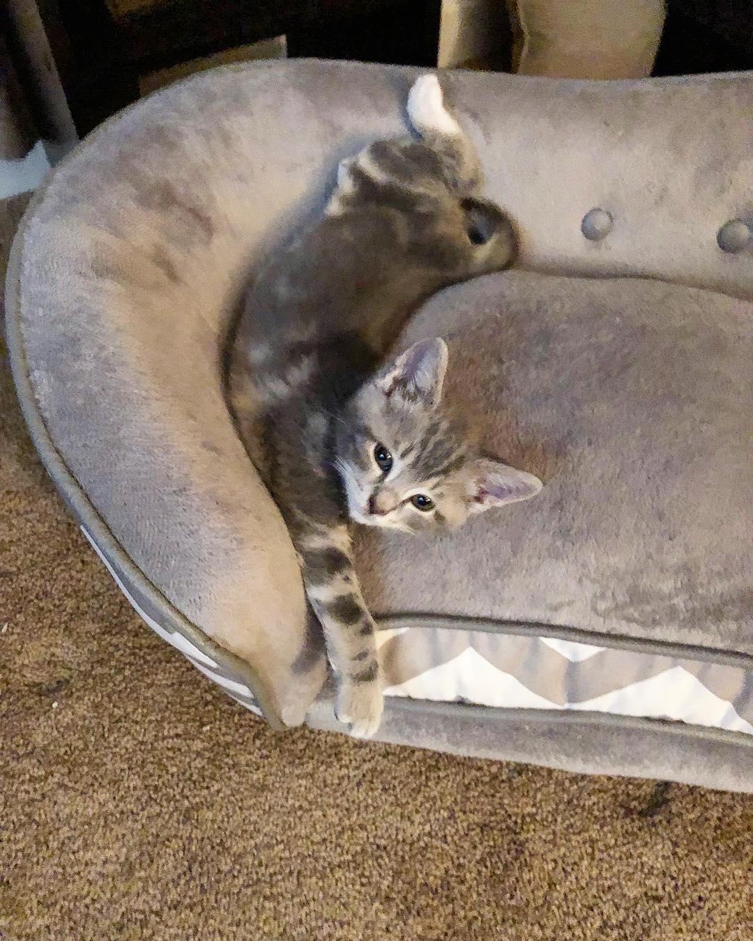 Kitten just wants to sleep. | Scrolller