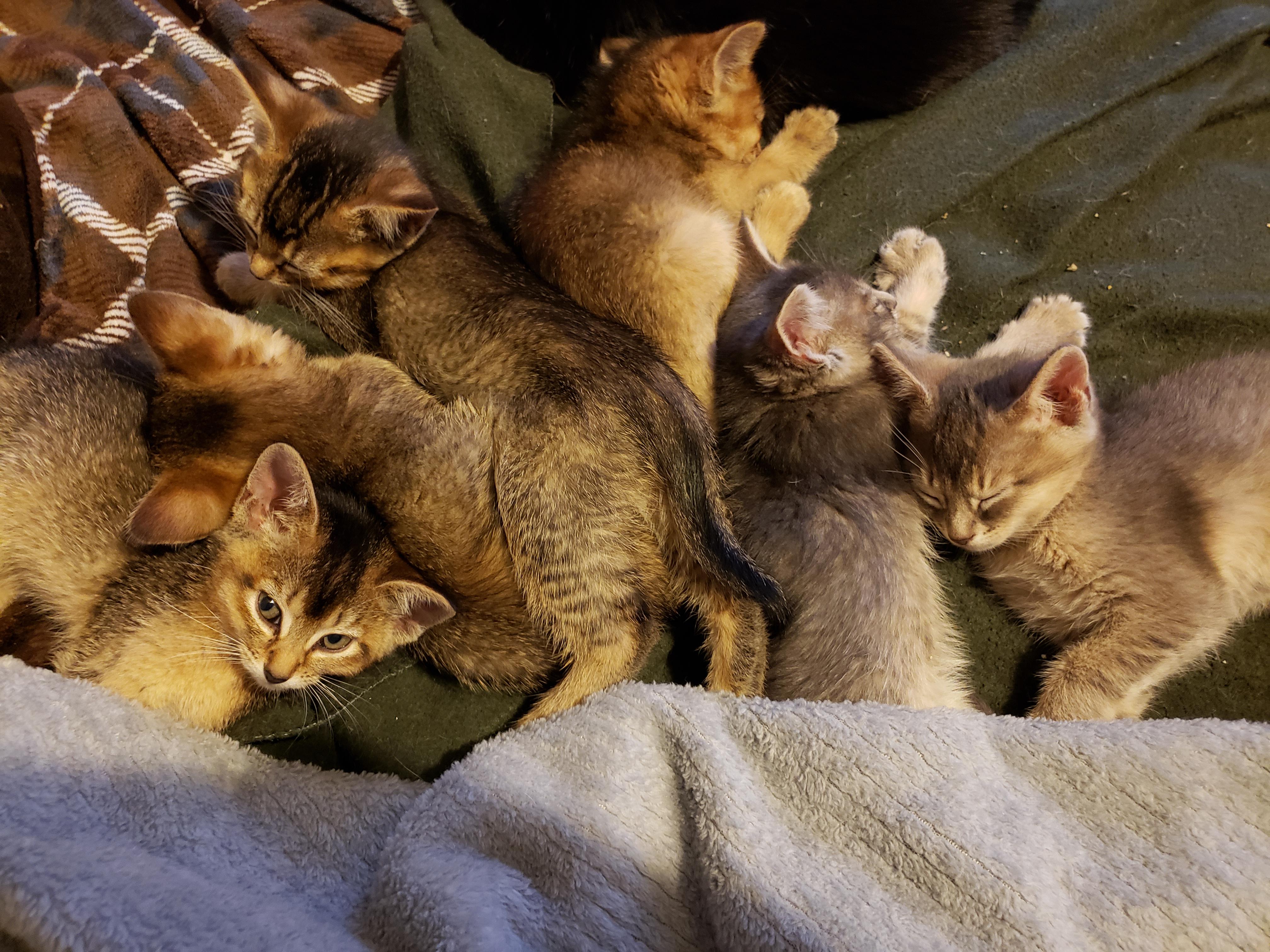Kitten pile! | Scrolller