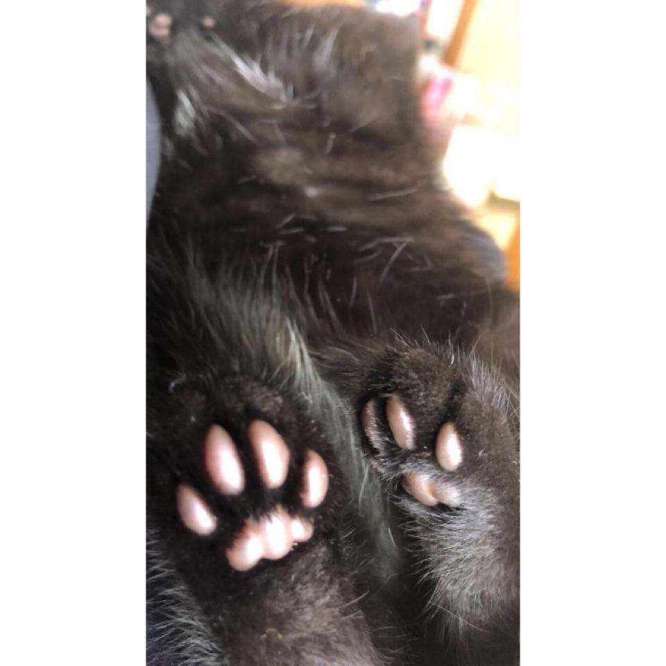 Kitten Toe Beans | Scrolller