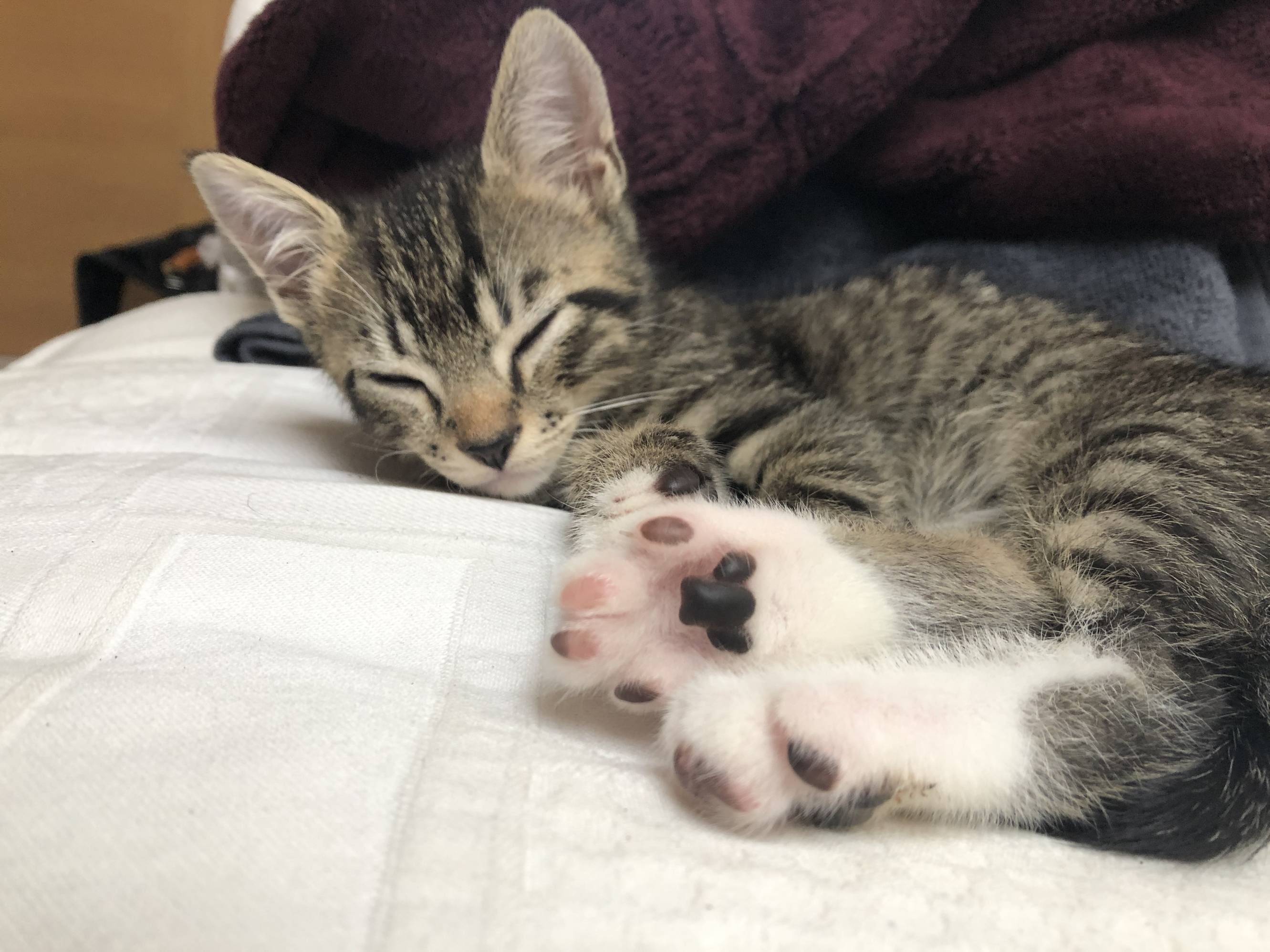 Kitten toe beans | Scrolller