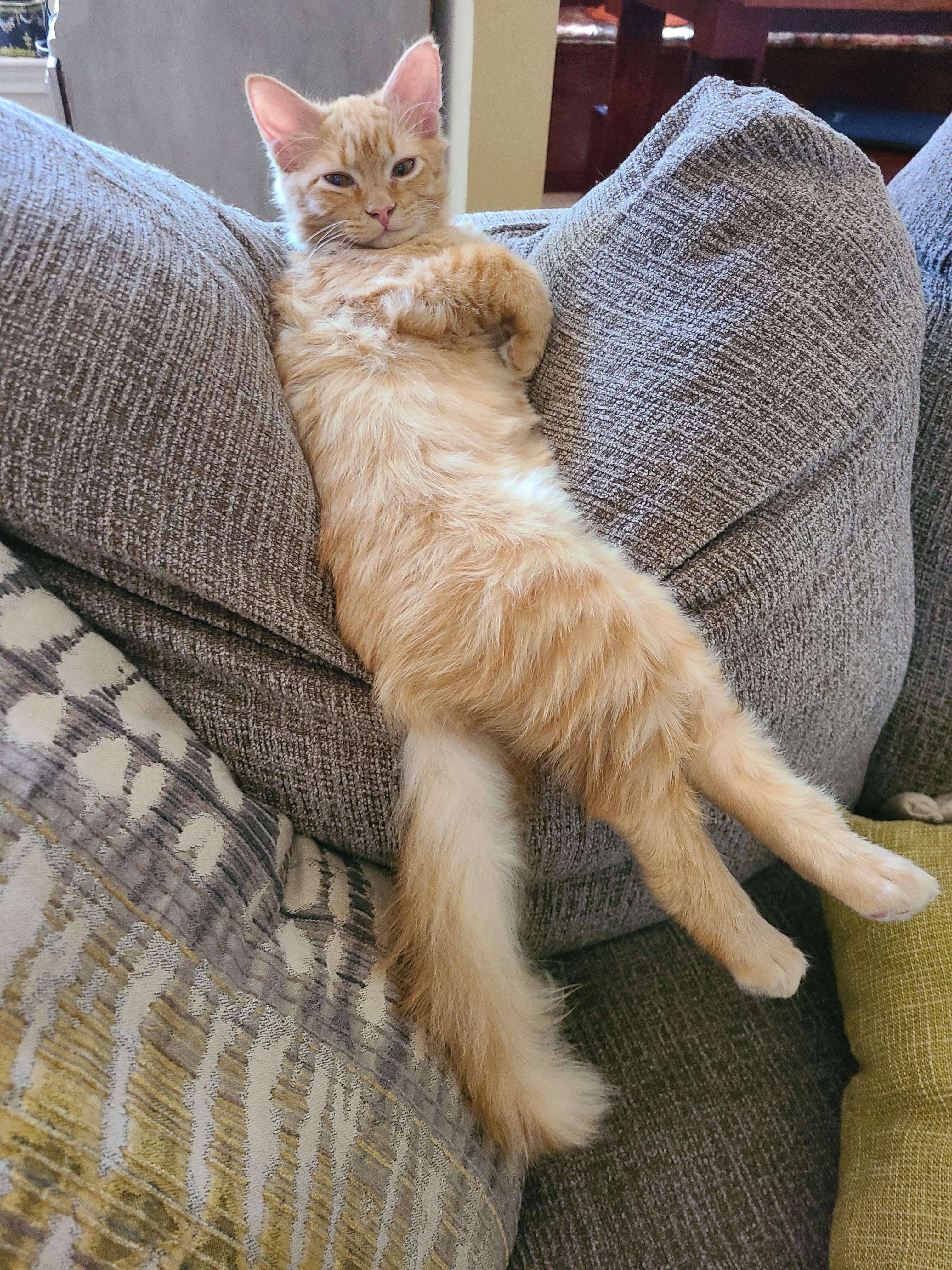 Kittne Floof tail, or three back legs? | Scrolller