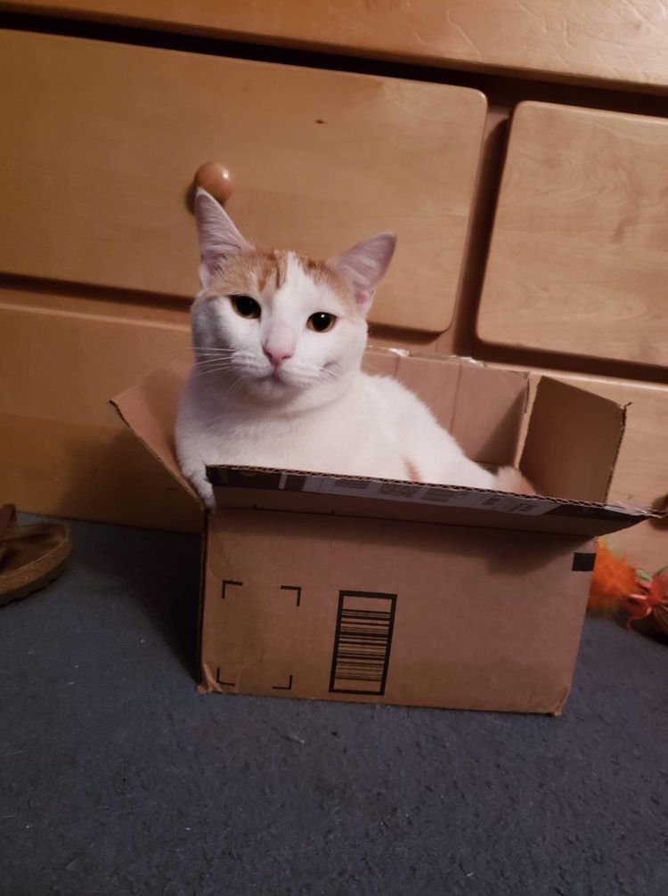 Kitty Scrolller