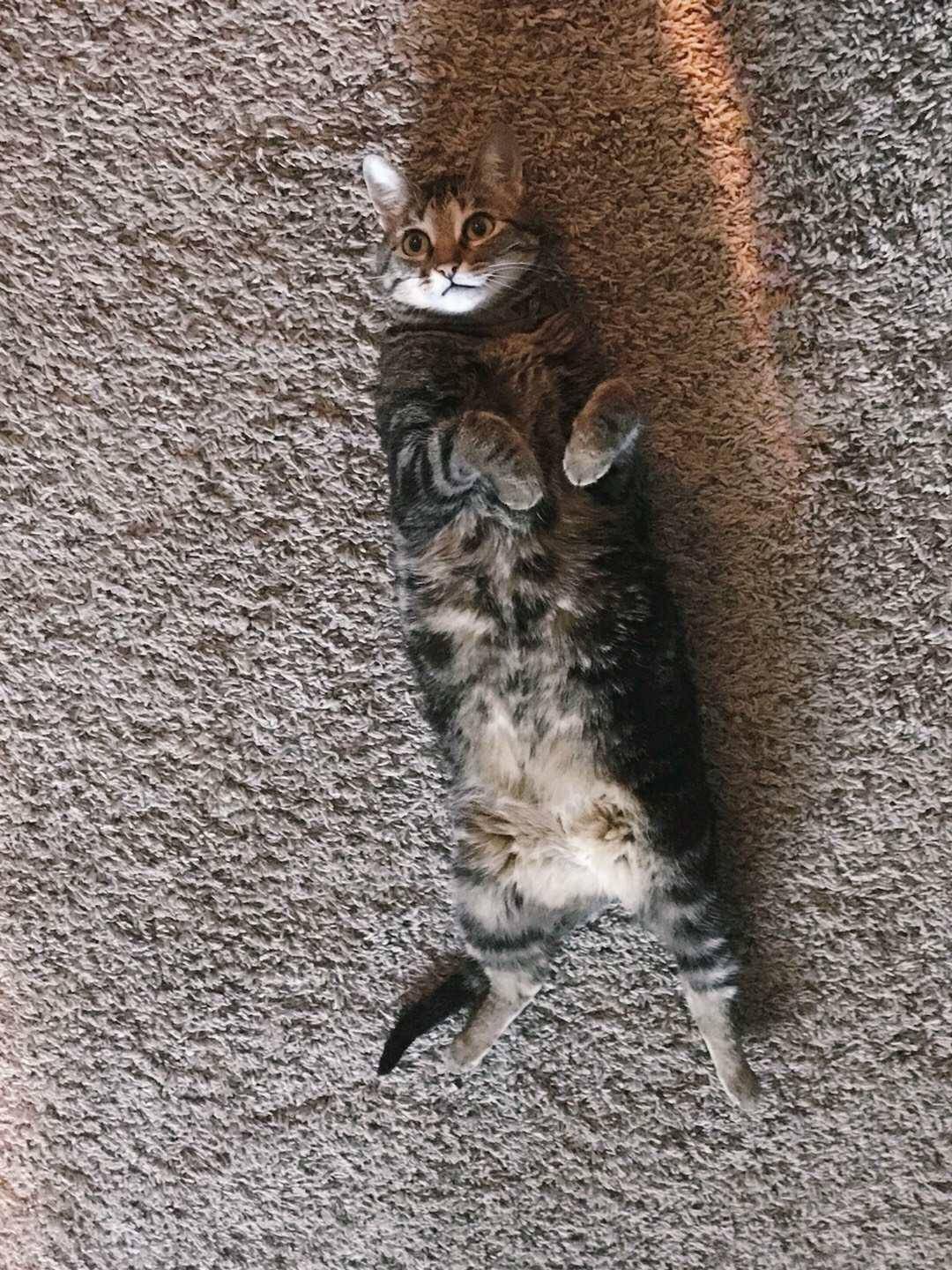 Kitty Scrolller
