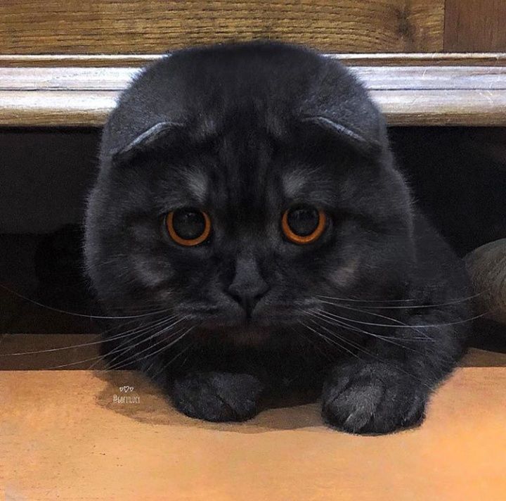 Kitty at day, ninja at night 👀 | Scrolller