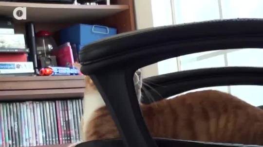 Kitty hit the catnip a little too hard | Scrolller