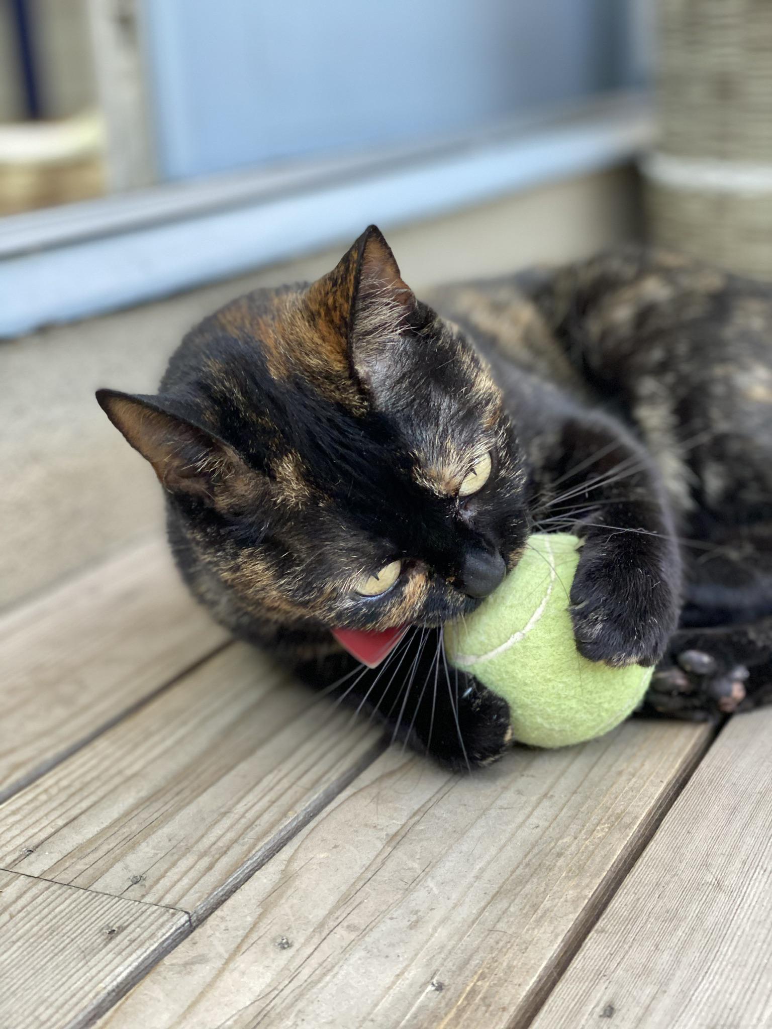 Kitty Scrolller