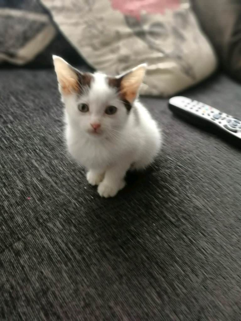 Kitty Scrolller