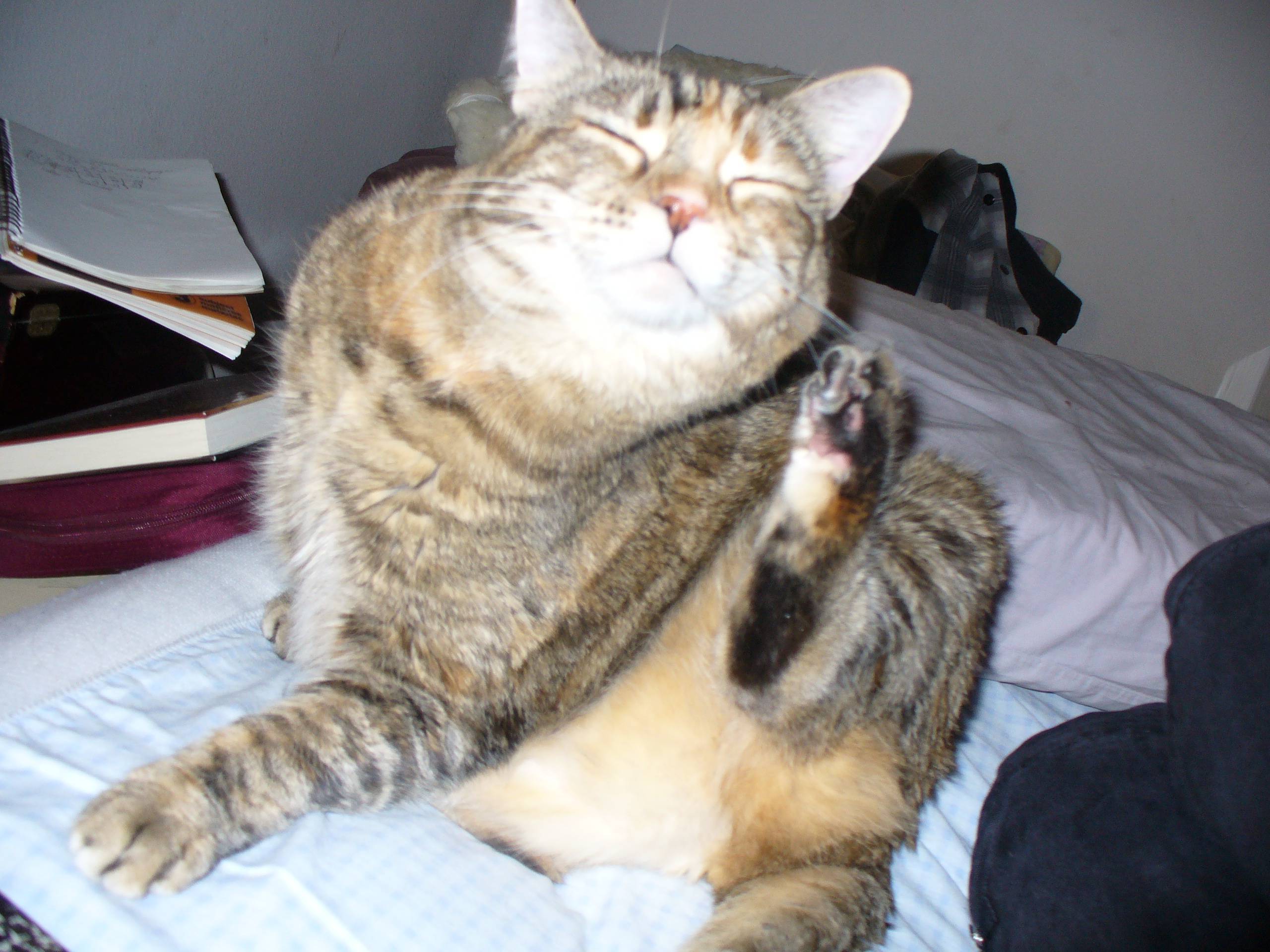 Kitty scratching an itch. | Scrolller