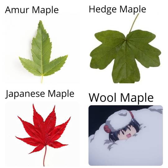 Know your maple | Scrolller