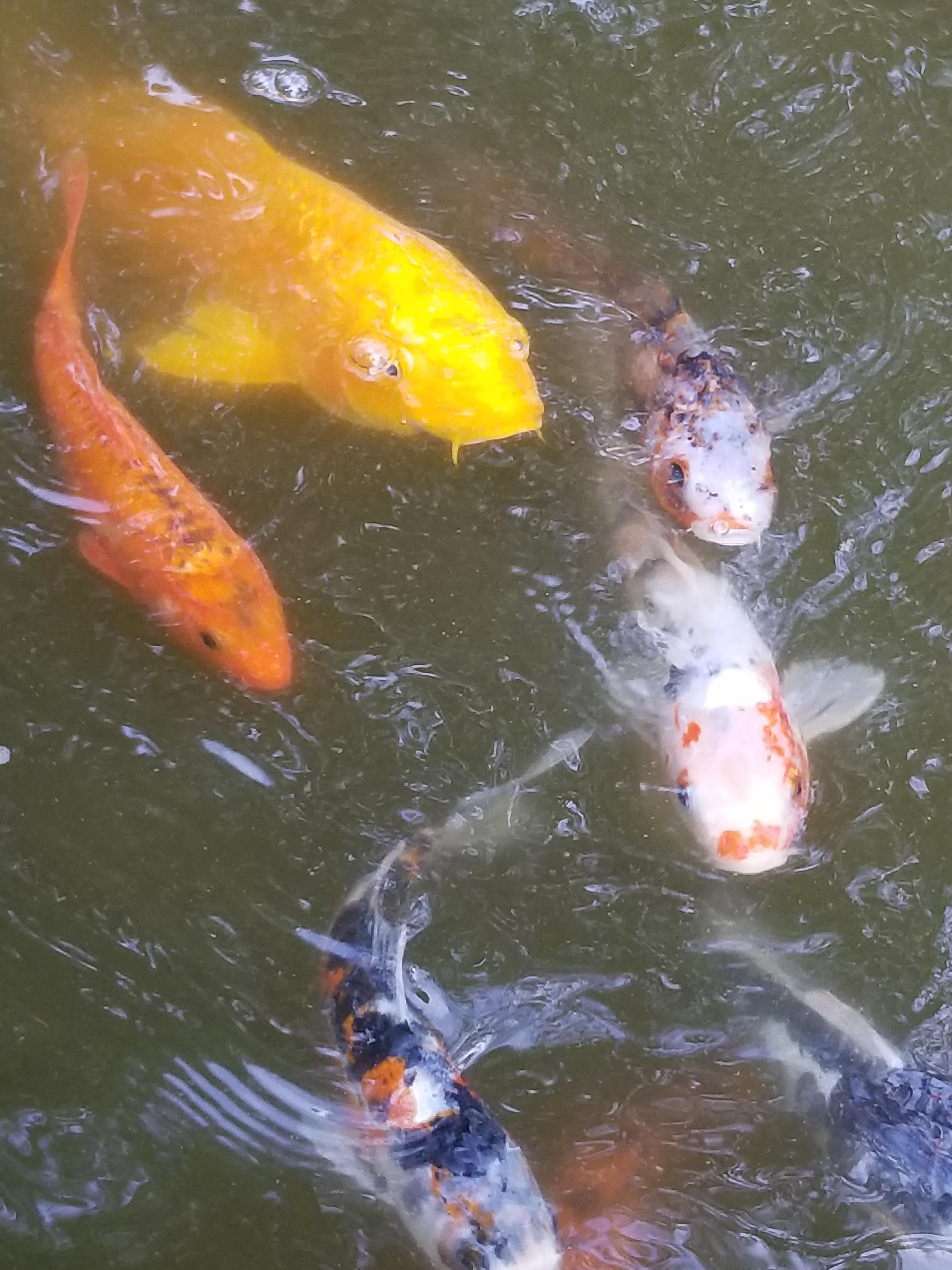 Koi fish pond | Scrolller