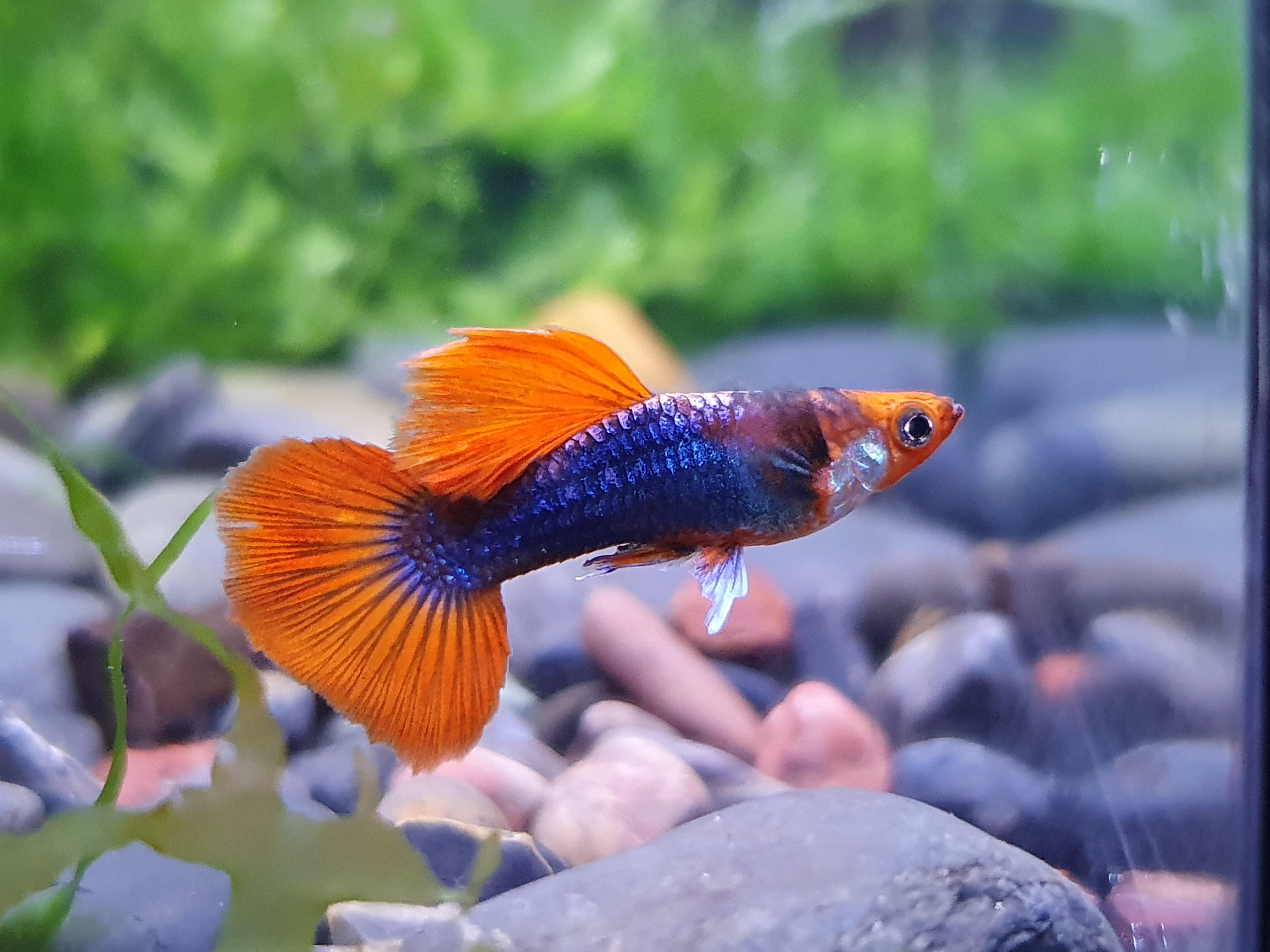 Koi Red Tuxedo Guppie. My most handsome boy! | Scrolller
