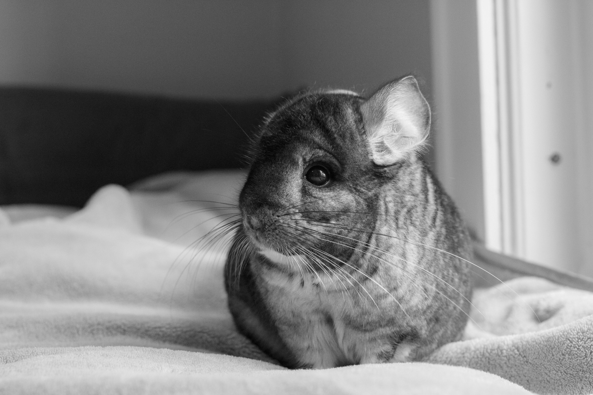 Kokomo the chinchilla | Scrolller