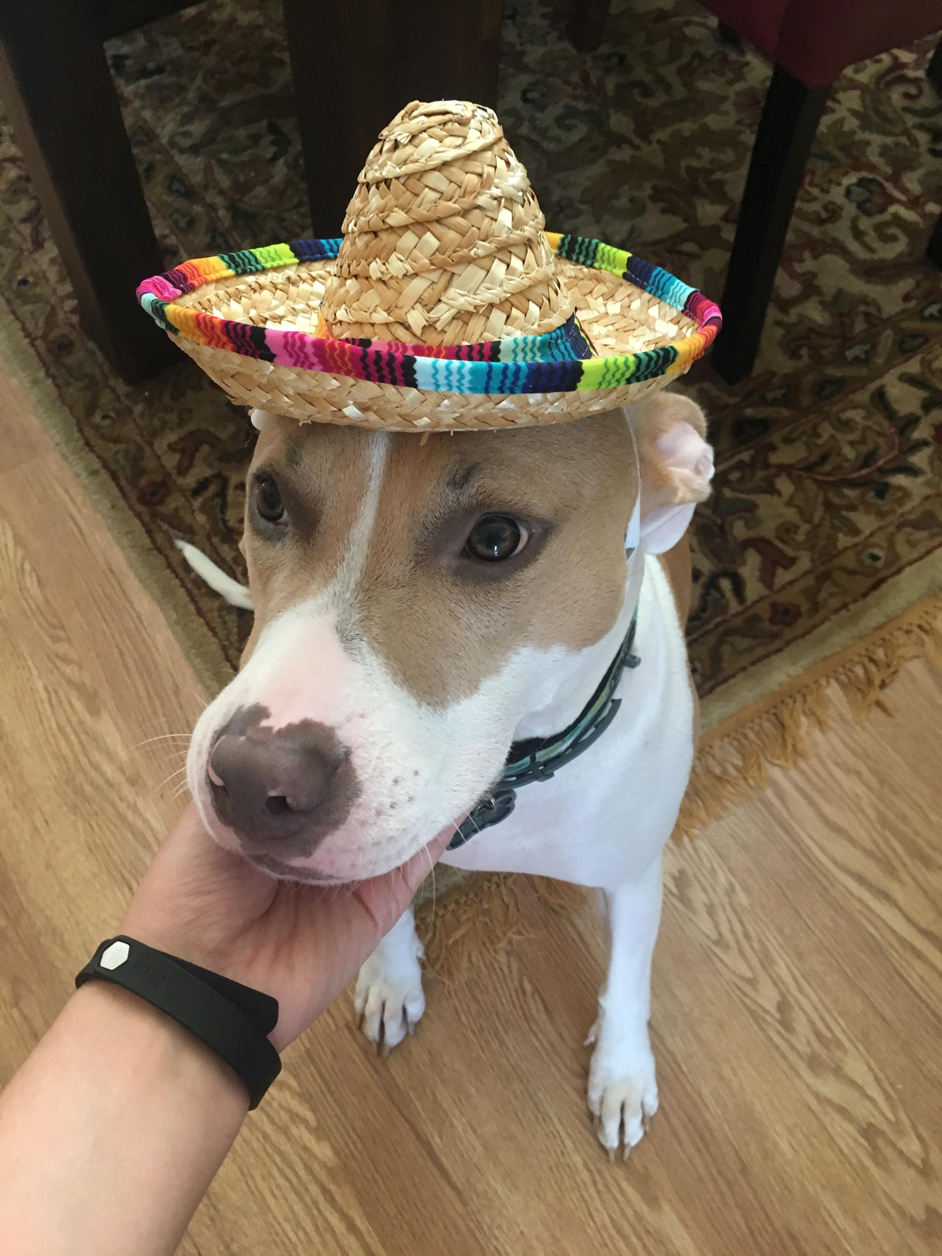 Kona is ready for chips and queso! | Scrolller