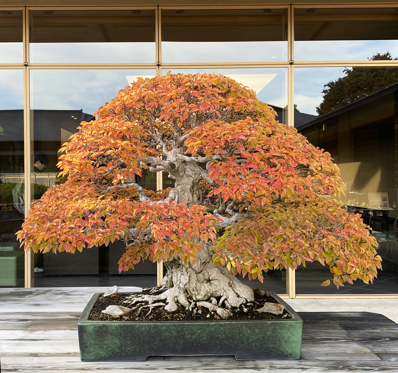 Korean Hornbeam at Omiya bonsai art museum Japan | Scrolller