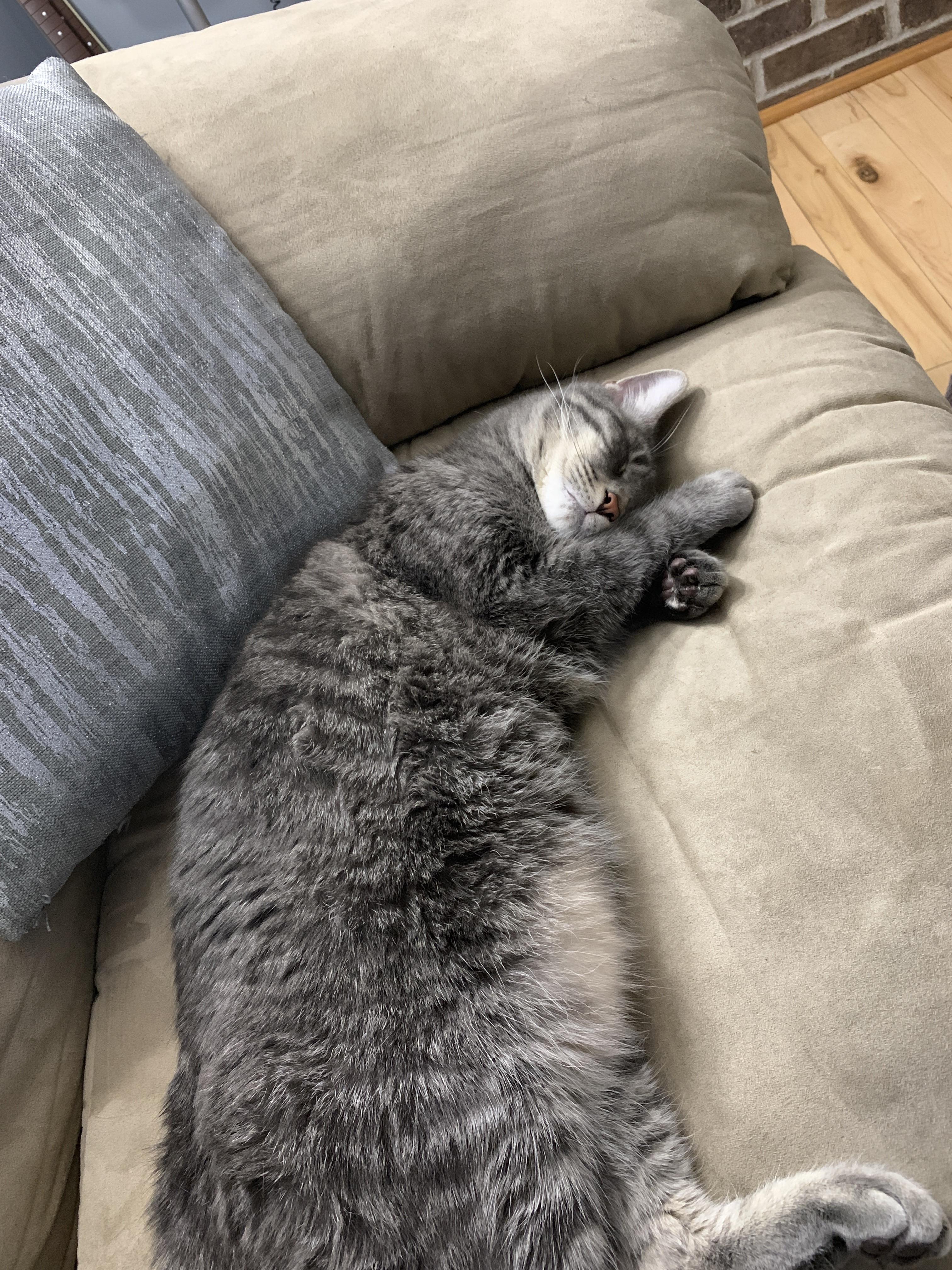 Korin aka Fatty | Scrolller