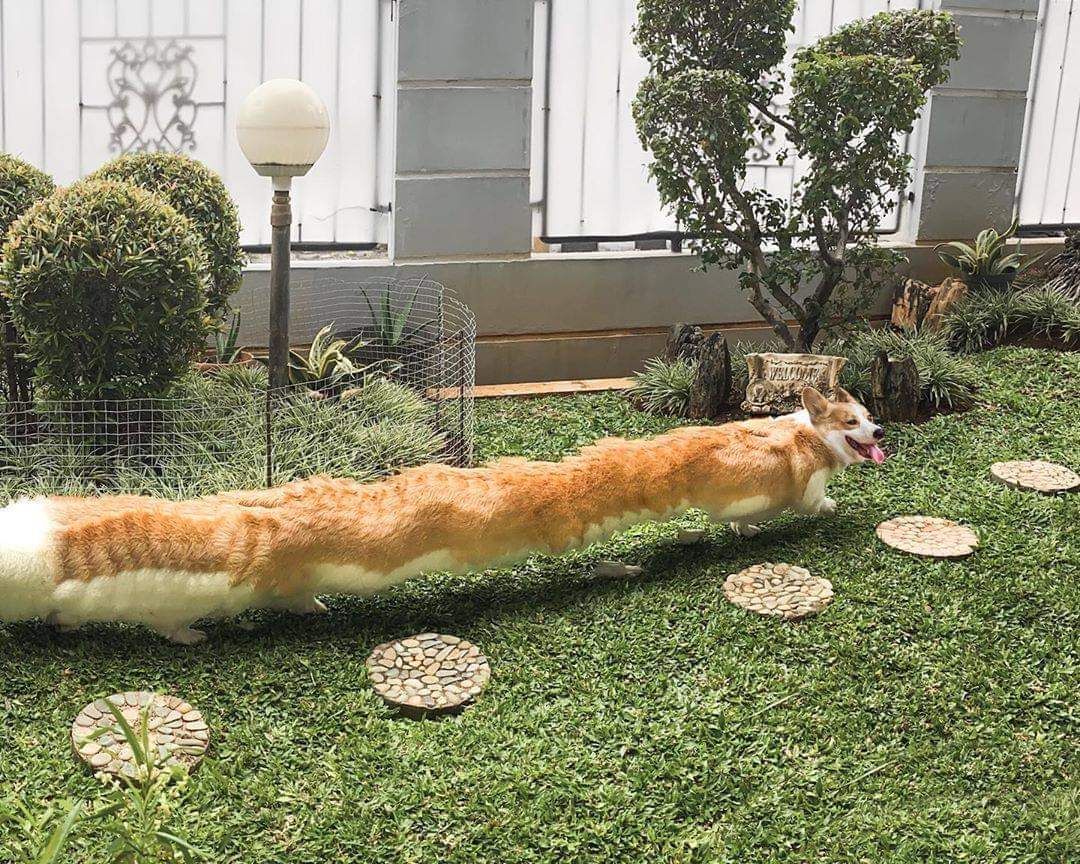 Løøng doge | Scrolller