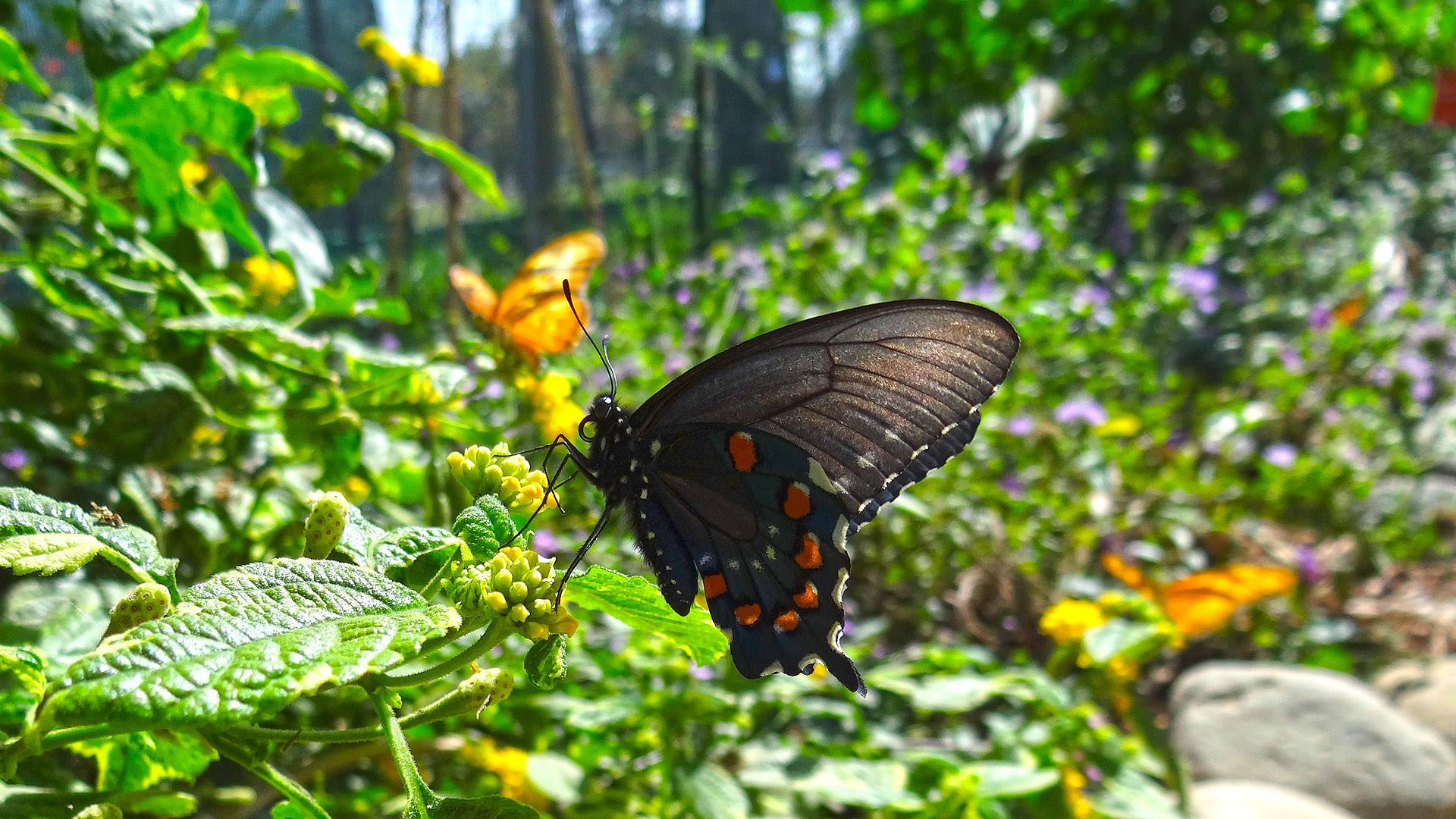 LA Butterfly | Scrolller