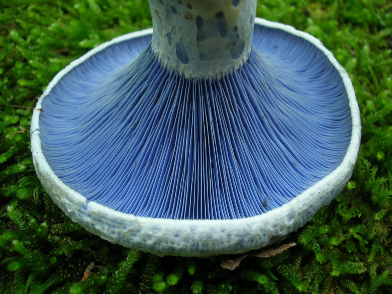 Lactarius indigo aka Indigo Milk Cap Mushroom | Scrolller