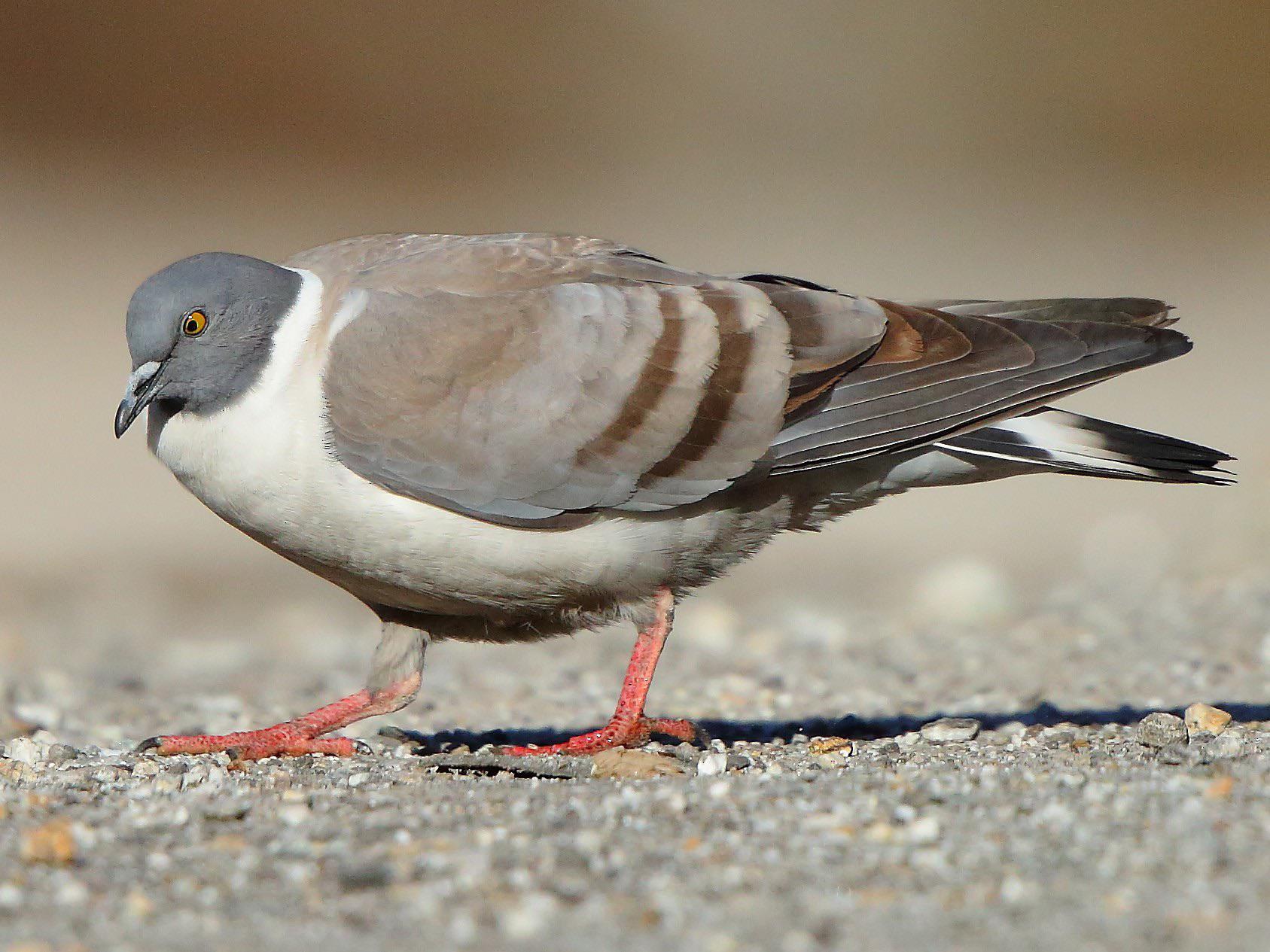Ladies, gentlemen, and friends, I present to you the beautiful snow pigeon | Scrolller